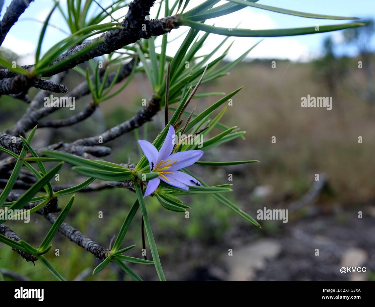 Monkeys Tails (Xerophyta Stock Photo - Alamy