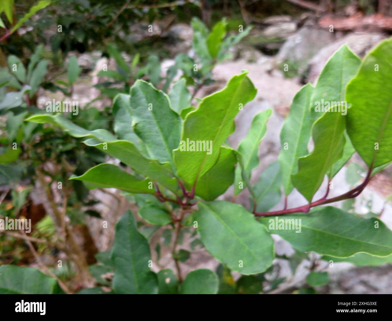 Common Cape Holly (Ilex mitis mitis Stock Photo - Alamy