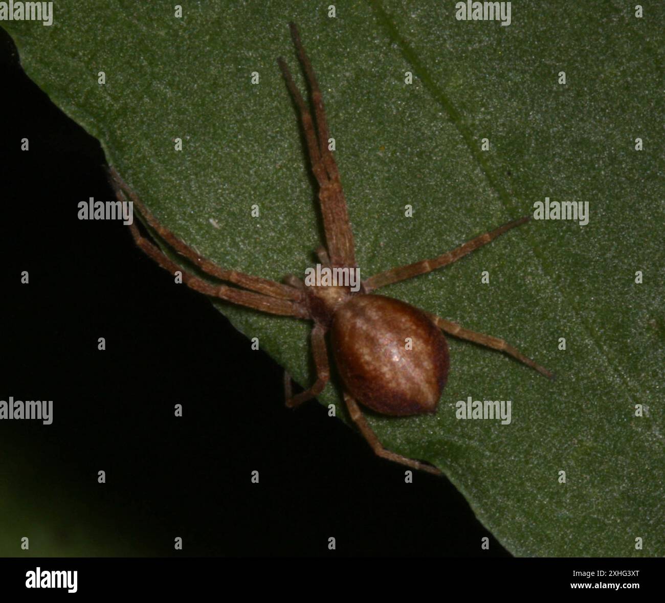 Running Crab Spiders (Philodromus Stock Photo - Alamy