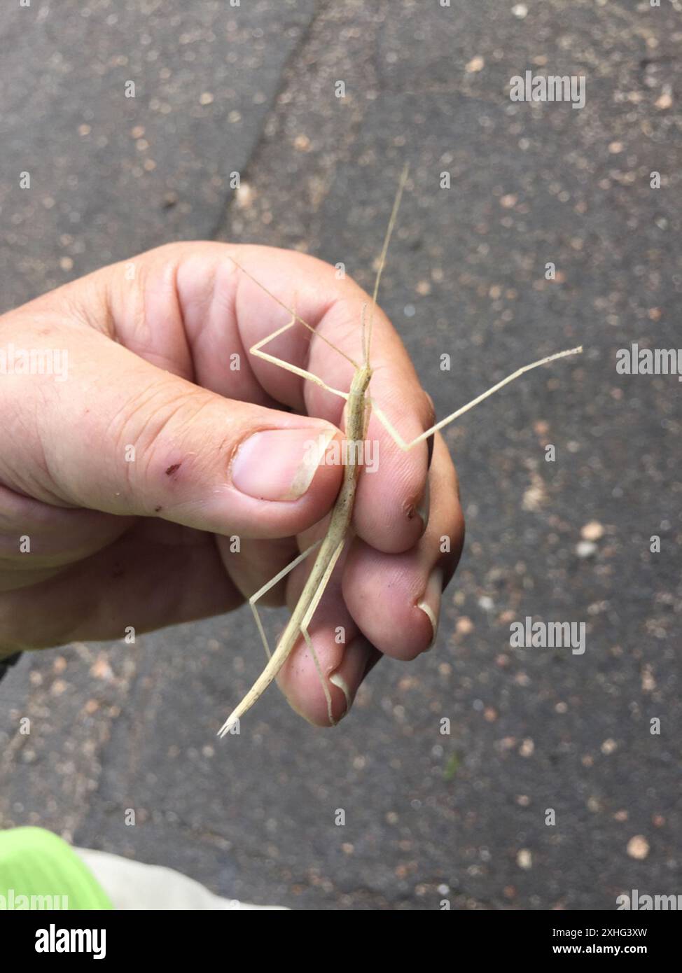 Pink-winged Stick Insect (Sipyloidea sipylus Stock Photo - Alamy