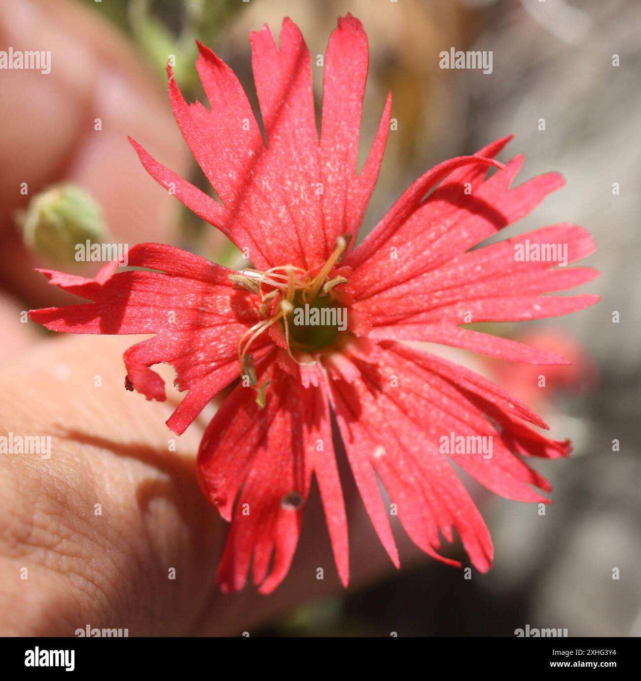 Cardinal catchfly hi-res stock photography and images - Alamy