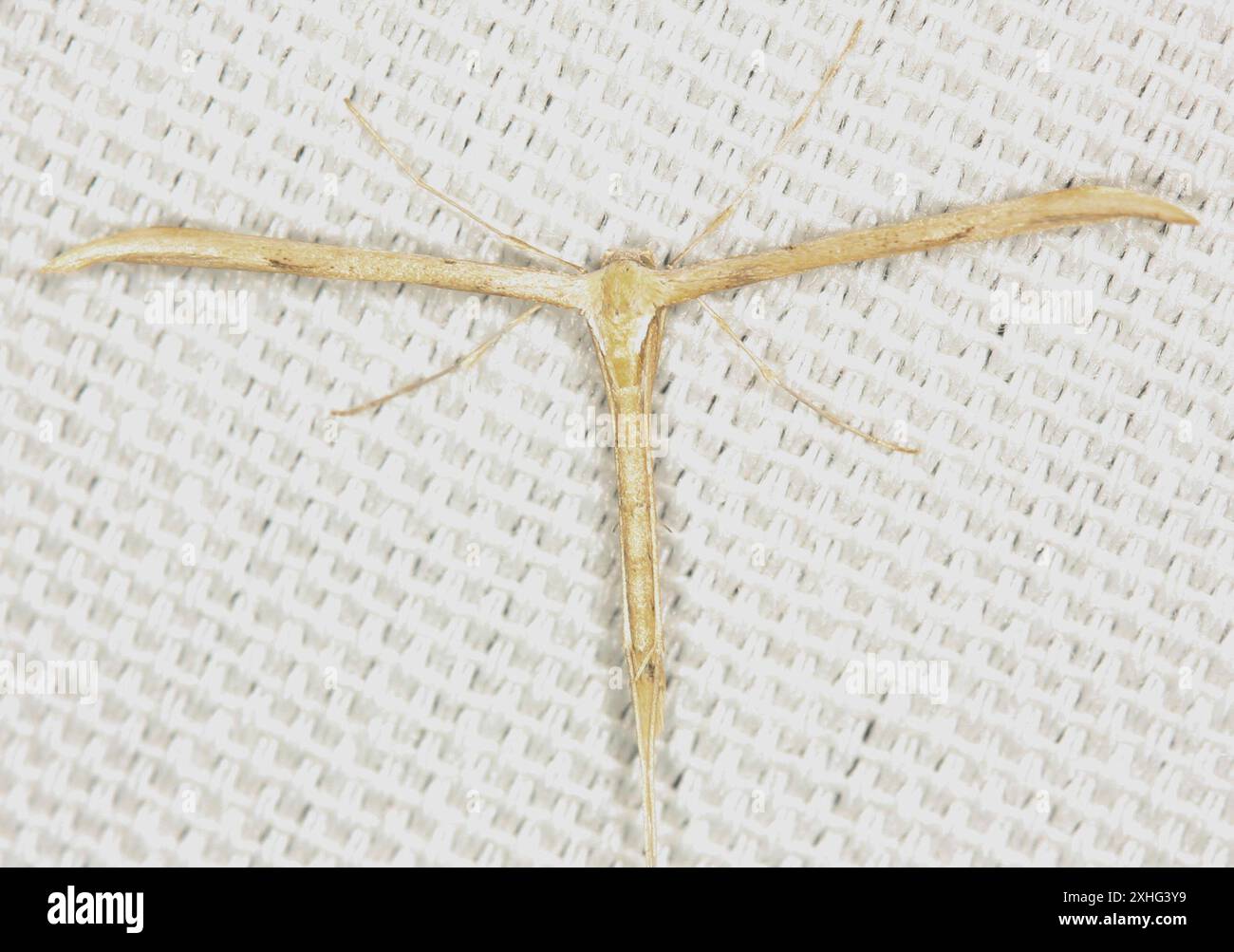 Morning-glory Plume Moth (Emmelina monodactyla Stock Photo - Alamy