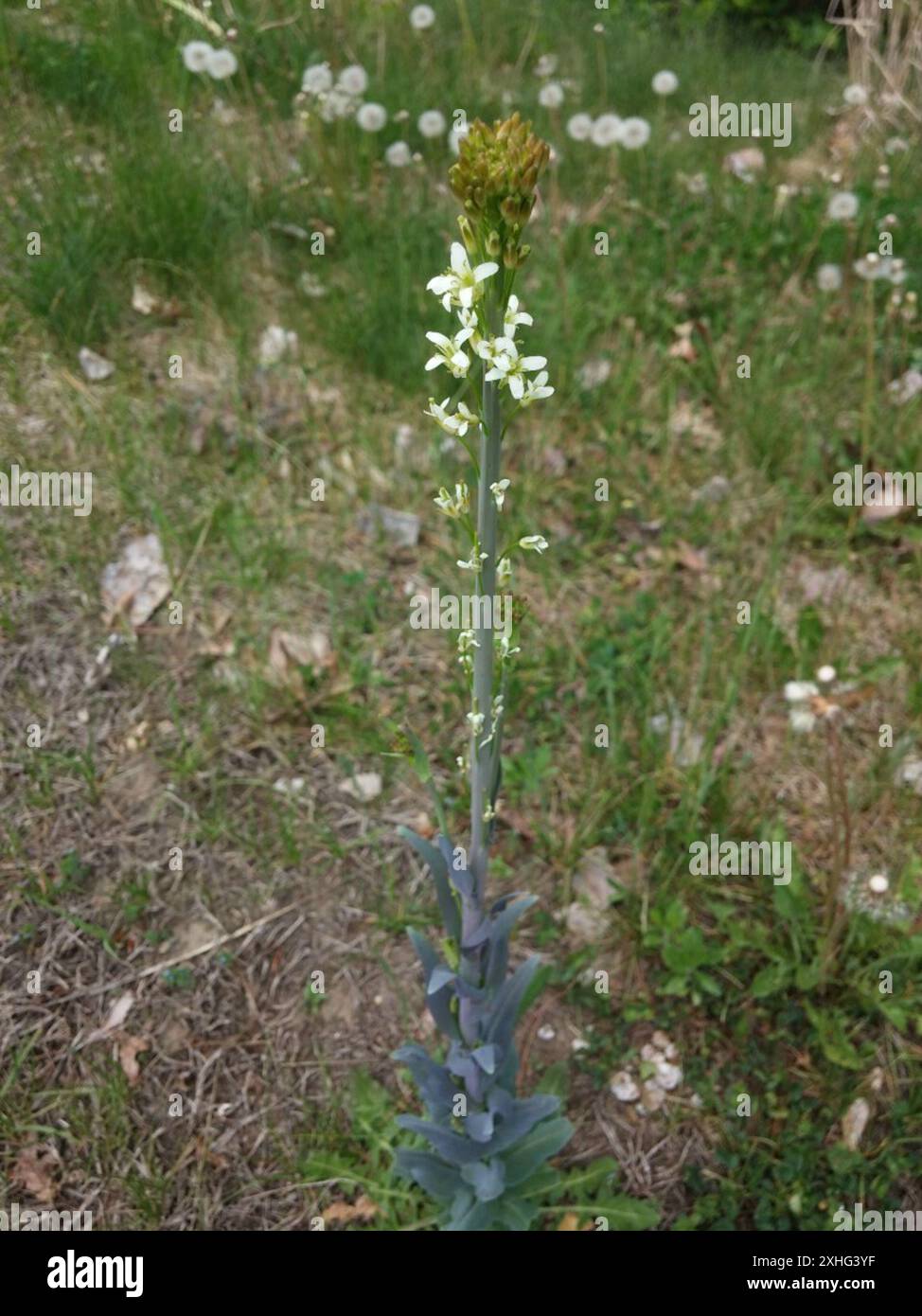 Tower Mustard (Turritis glabra Stock Photo - Alamy