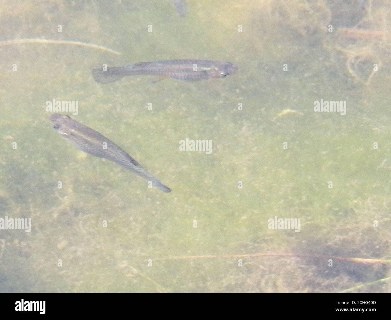 Western Mosquitofish (Gambusia affinis Stock Photo - Alamy