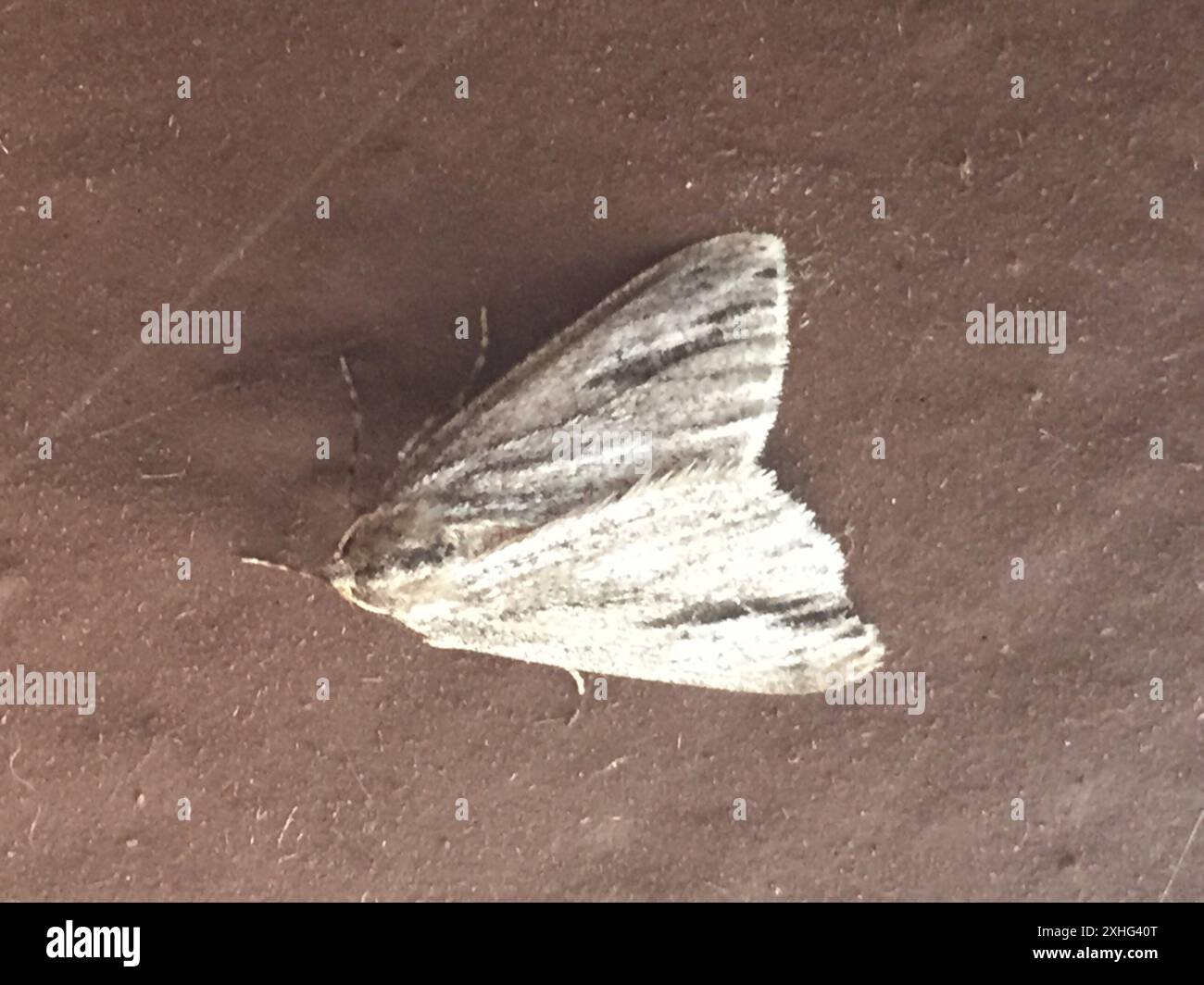 Geometer Moths (Geometridae Stock Photo - Alamy