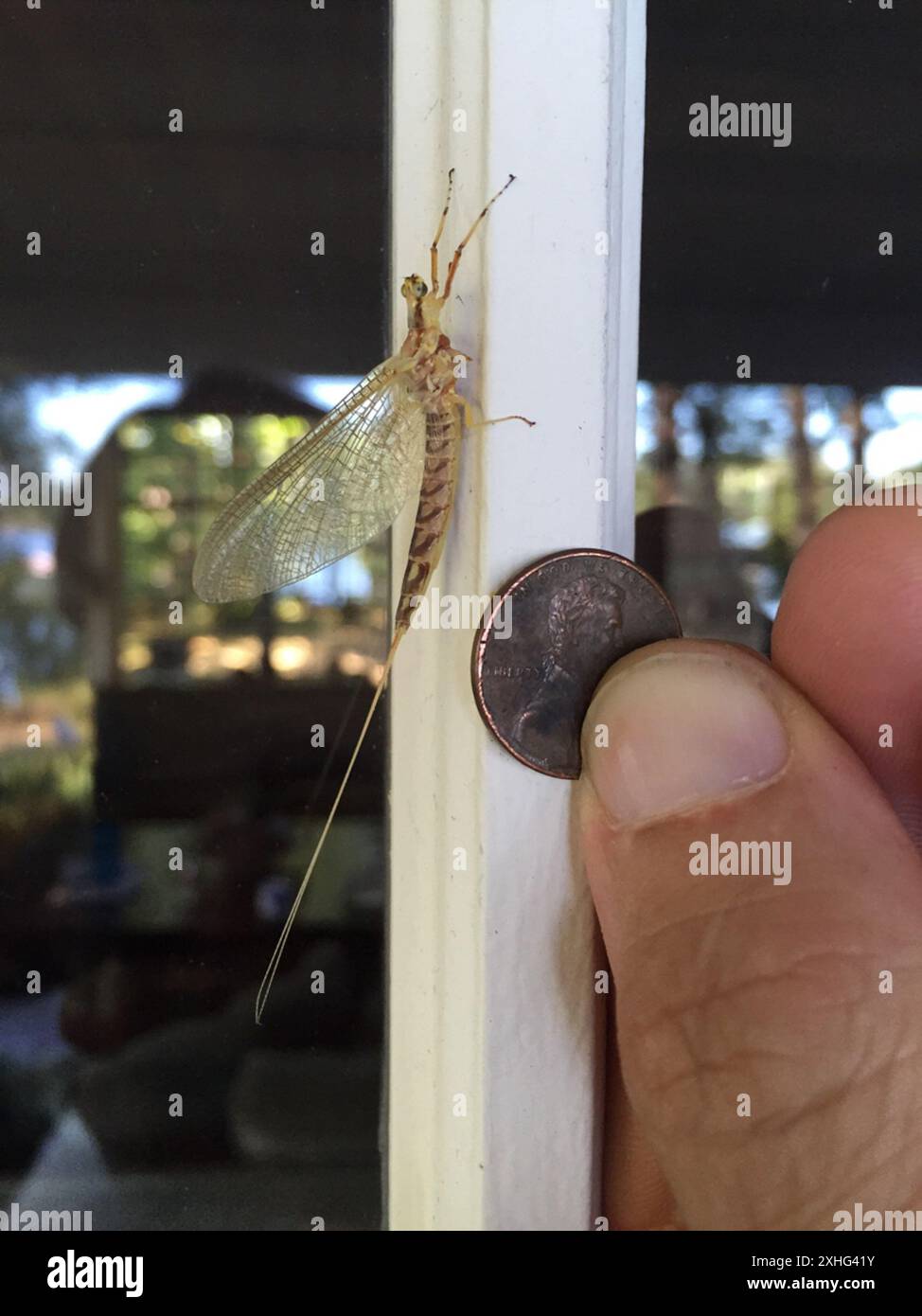 Giant Mayflies (Hexagenia Stock Photo - Alamy