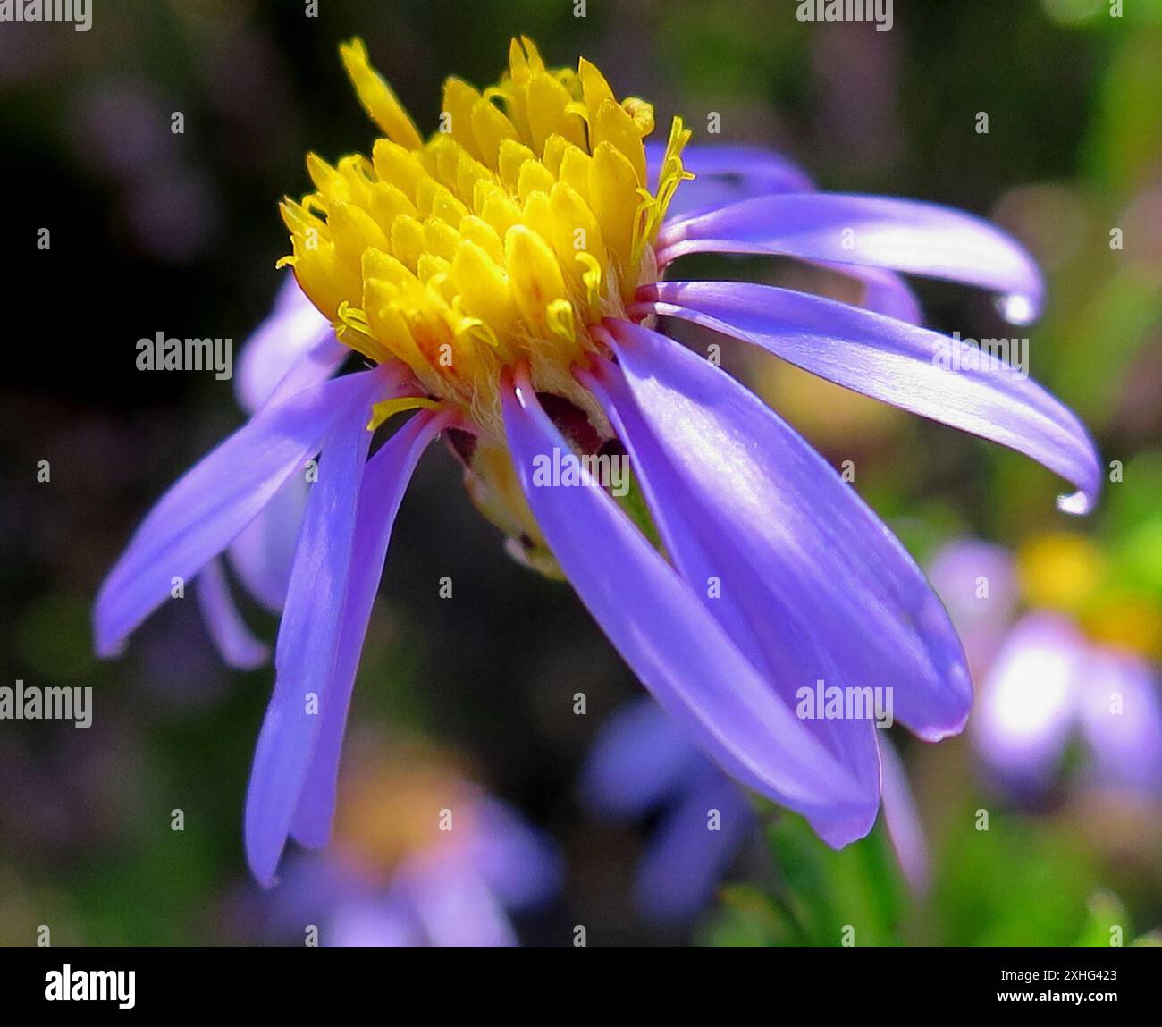 Common Fine Felicia (Felicia filifolia filifolia Stock Photo - Alamy