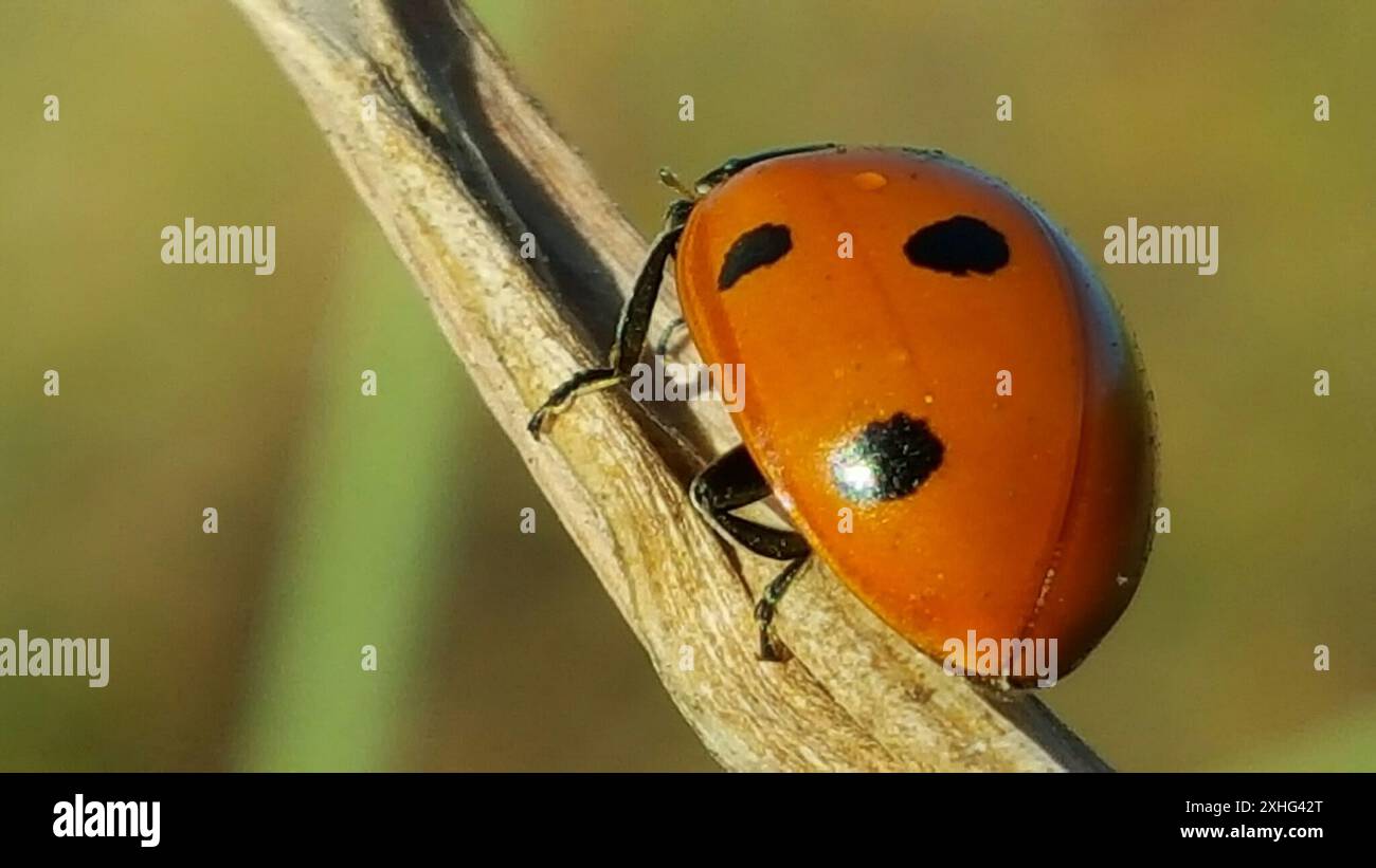 Seven-spotted Lady Beetle (Coccinella septempunctata Stock Photo - Alamy