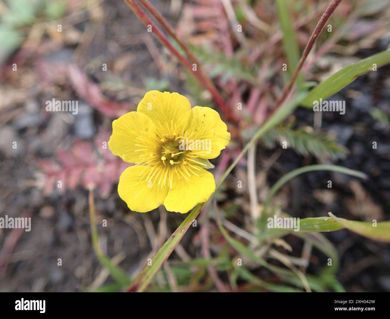 Geum rossii hi-res stock photography and images - Alamy