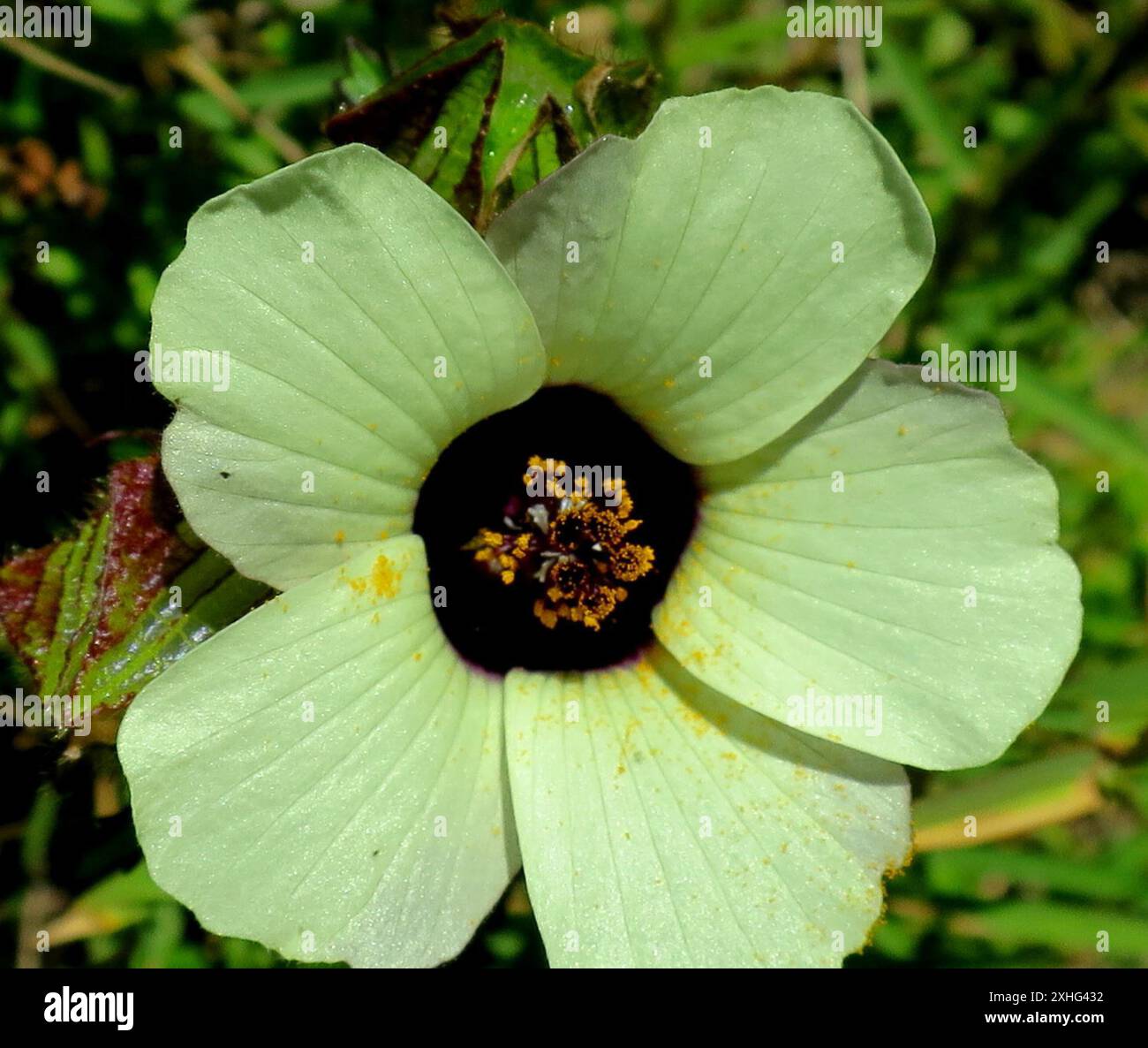 flower-of-an-hour (Hibiscus trionum Stock Photo - Alamy