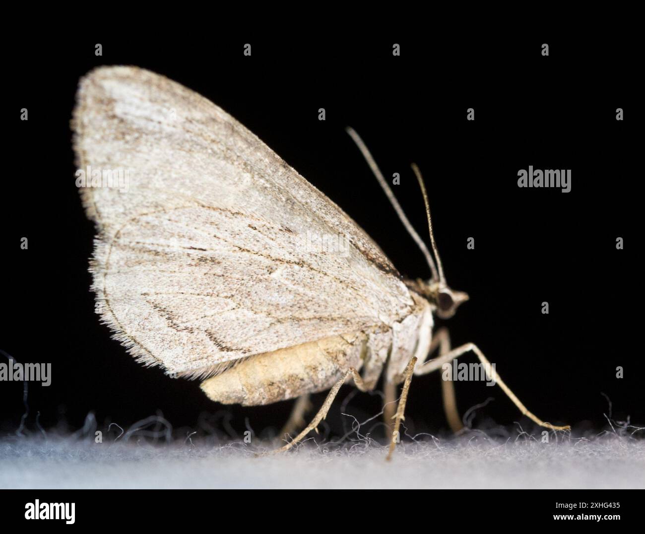 Geometer Moths (Geometridae Stock Photo - Alamy