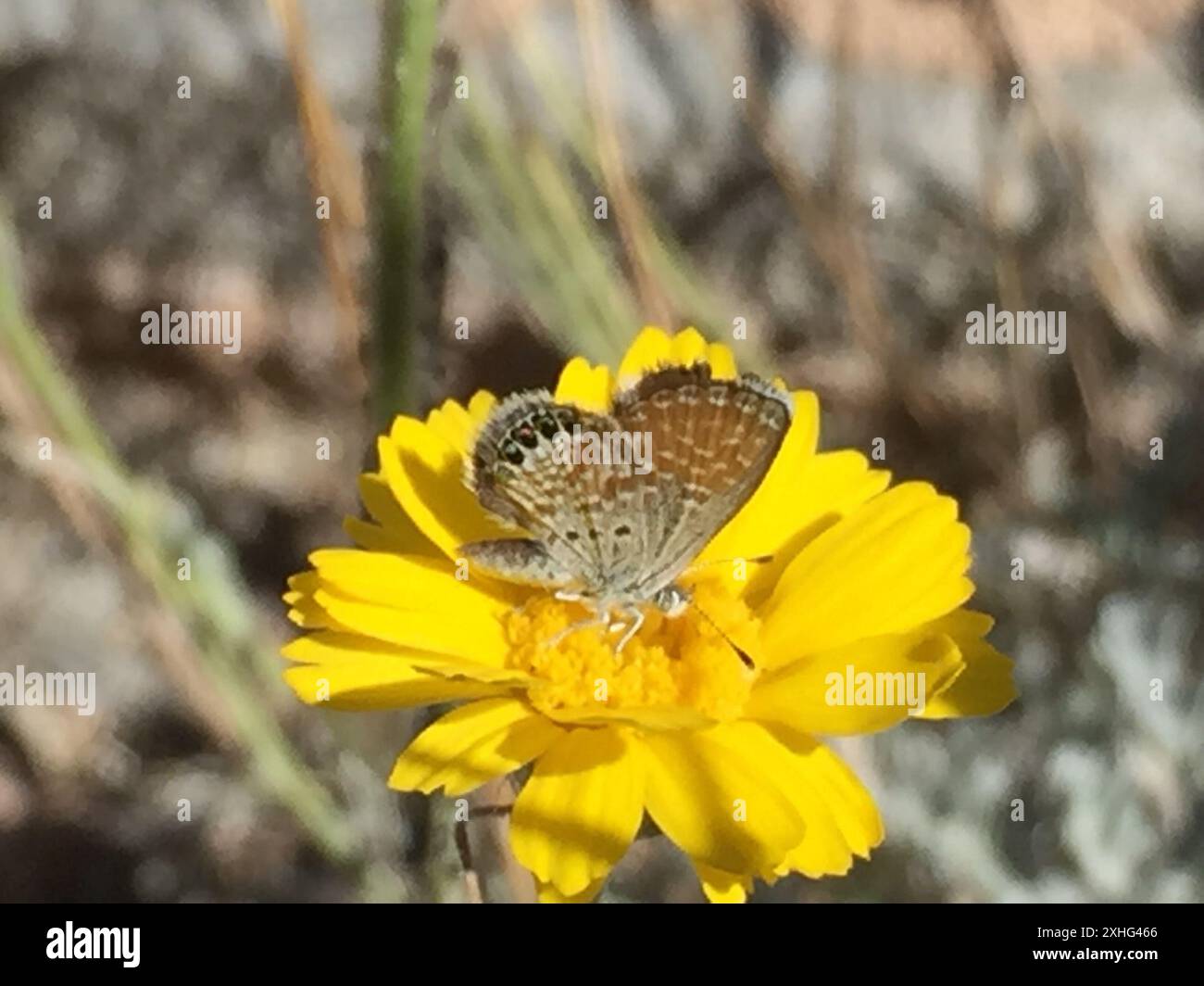 Brephidium hi-res stock photography and images - Alamy