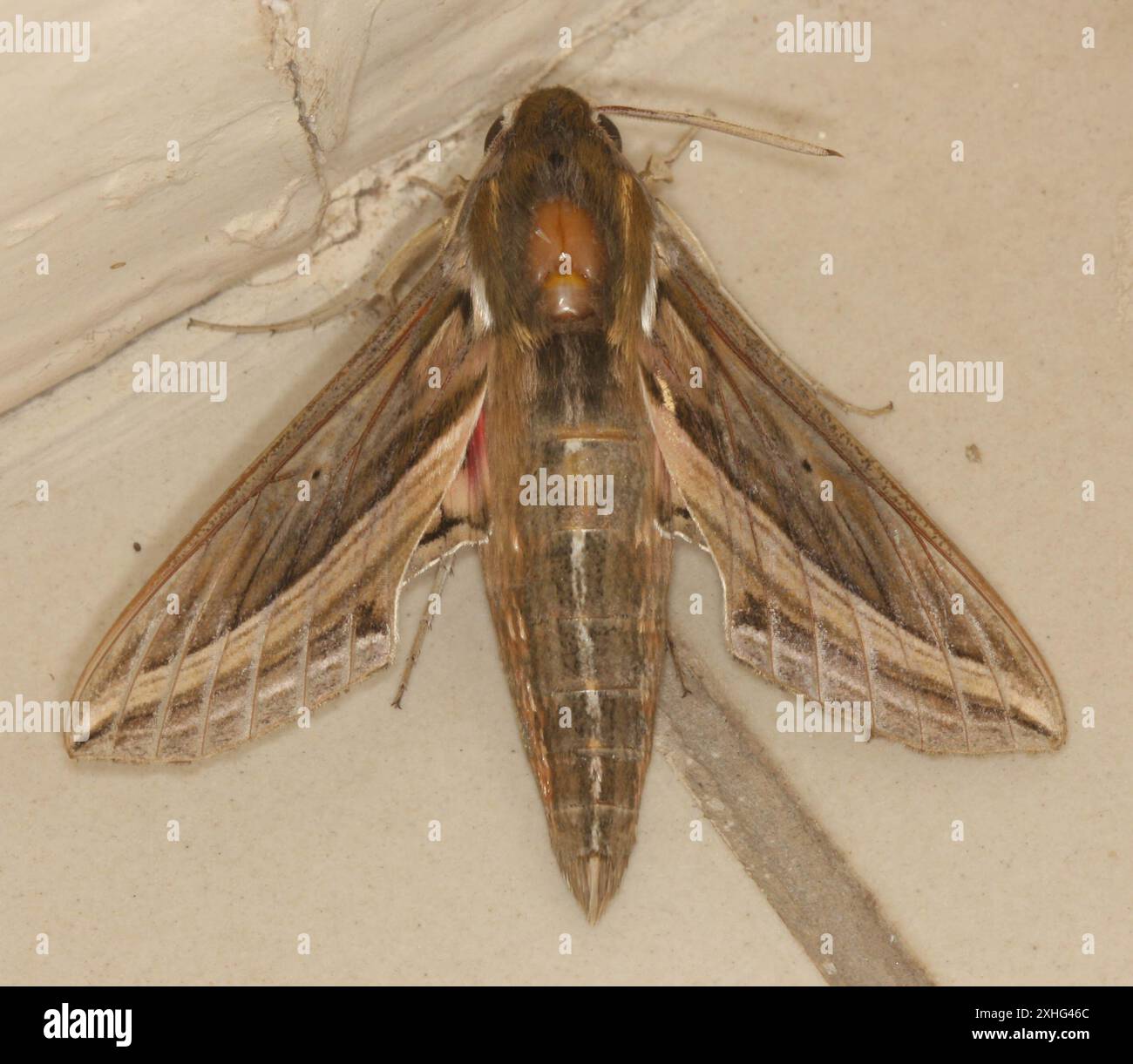 Vine Hawkmoth (Hippotion celerio Stock Photo - Alamy