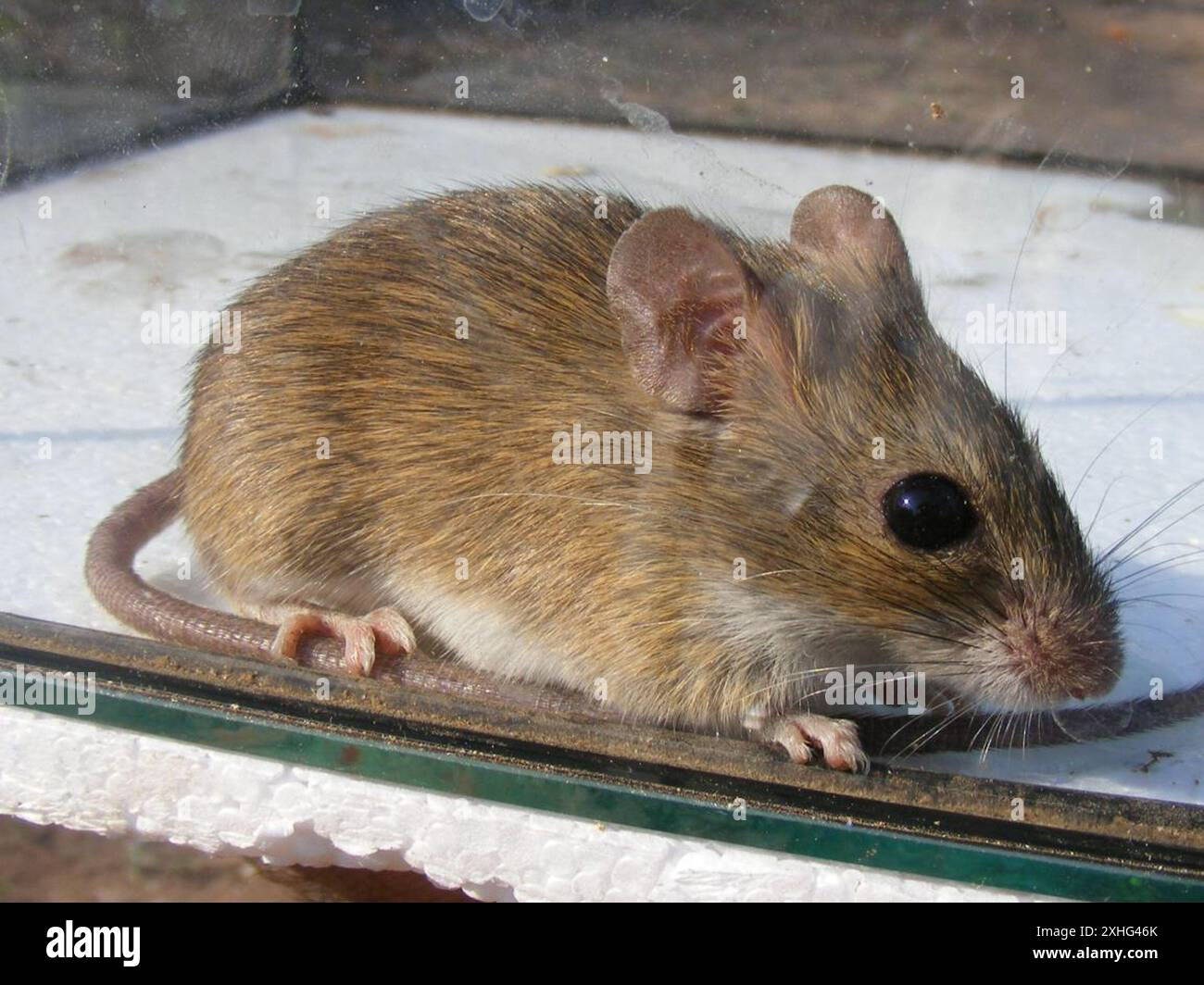 Namaqua rock rat hi-res stock photography and images - Alamy