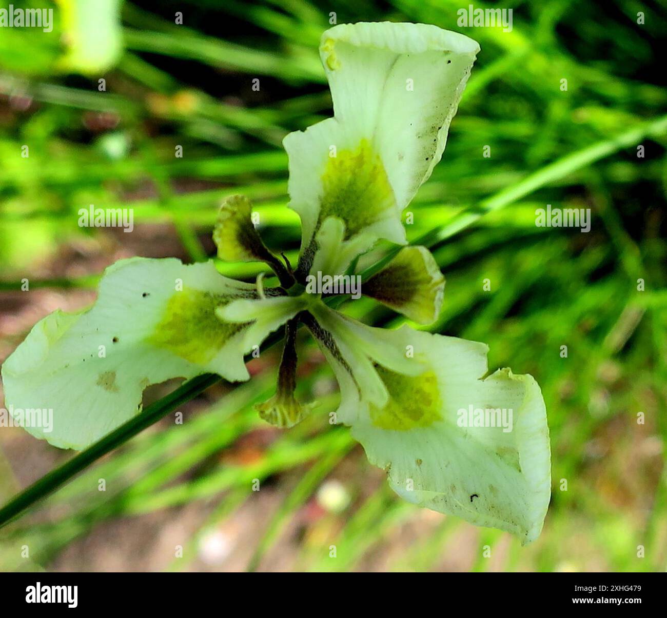 Moraea tricuspidata hi-res stock photography and images - Alamy