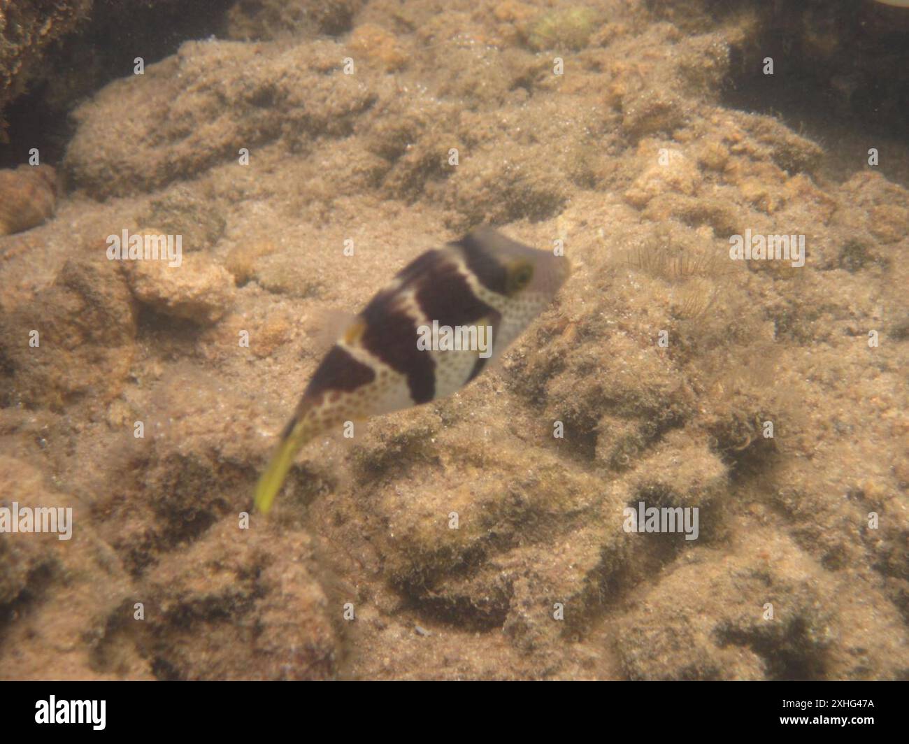 Blacksaddle Toby (Canthigaster valentini Stock Photo - Alamy