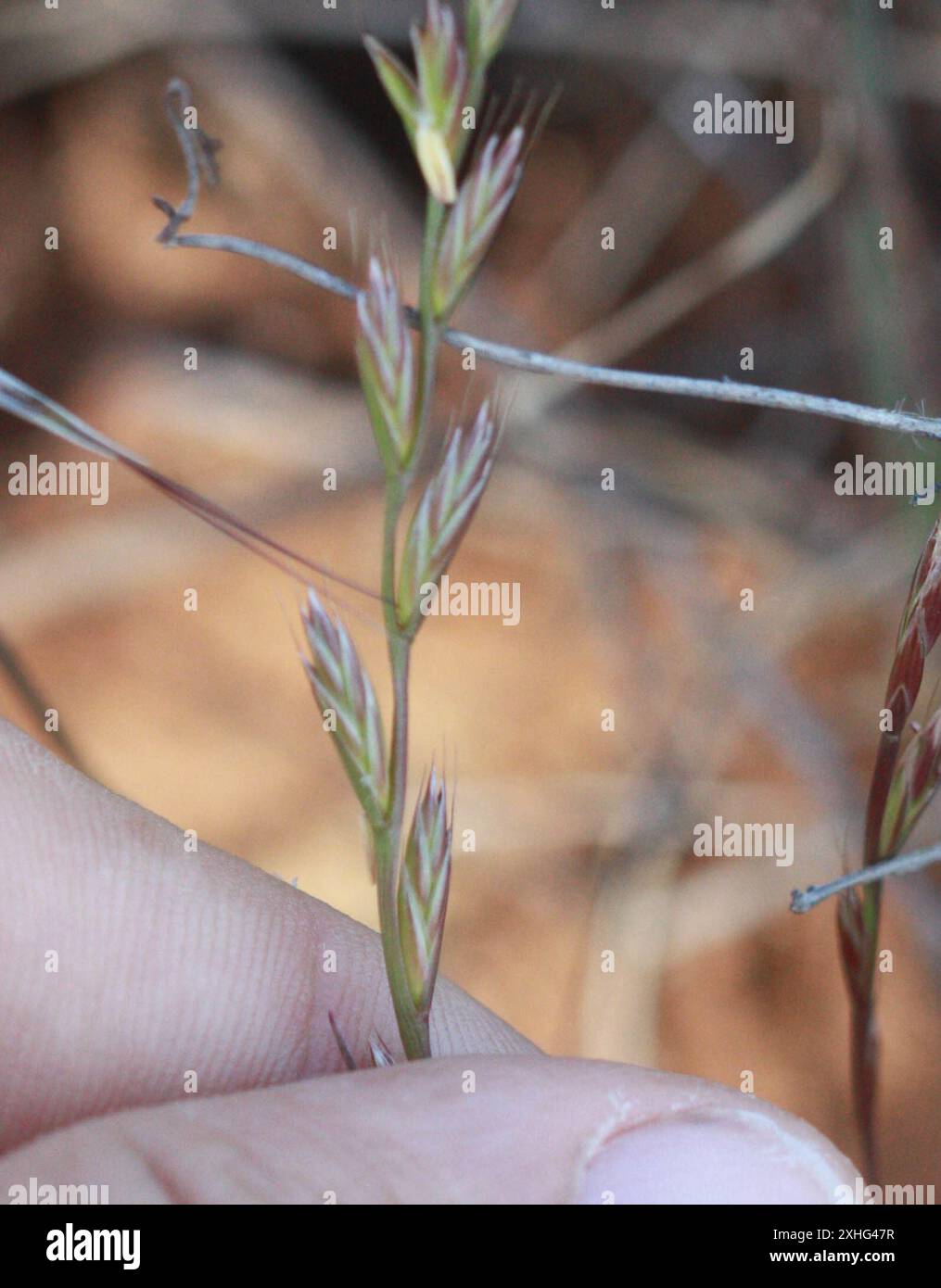 Italian Ryegrass (Lolium multiflorum Stock Photo - Alamy