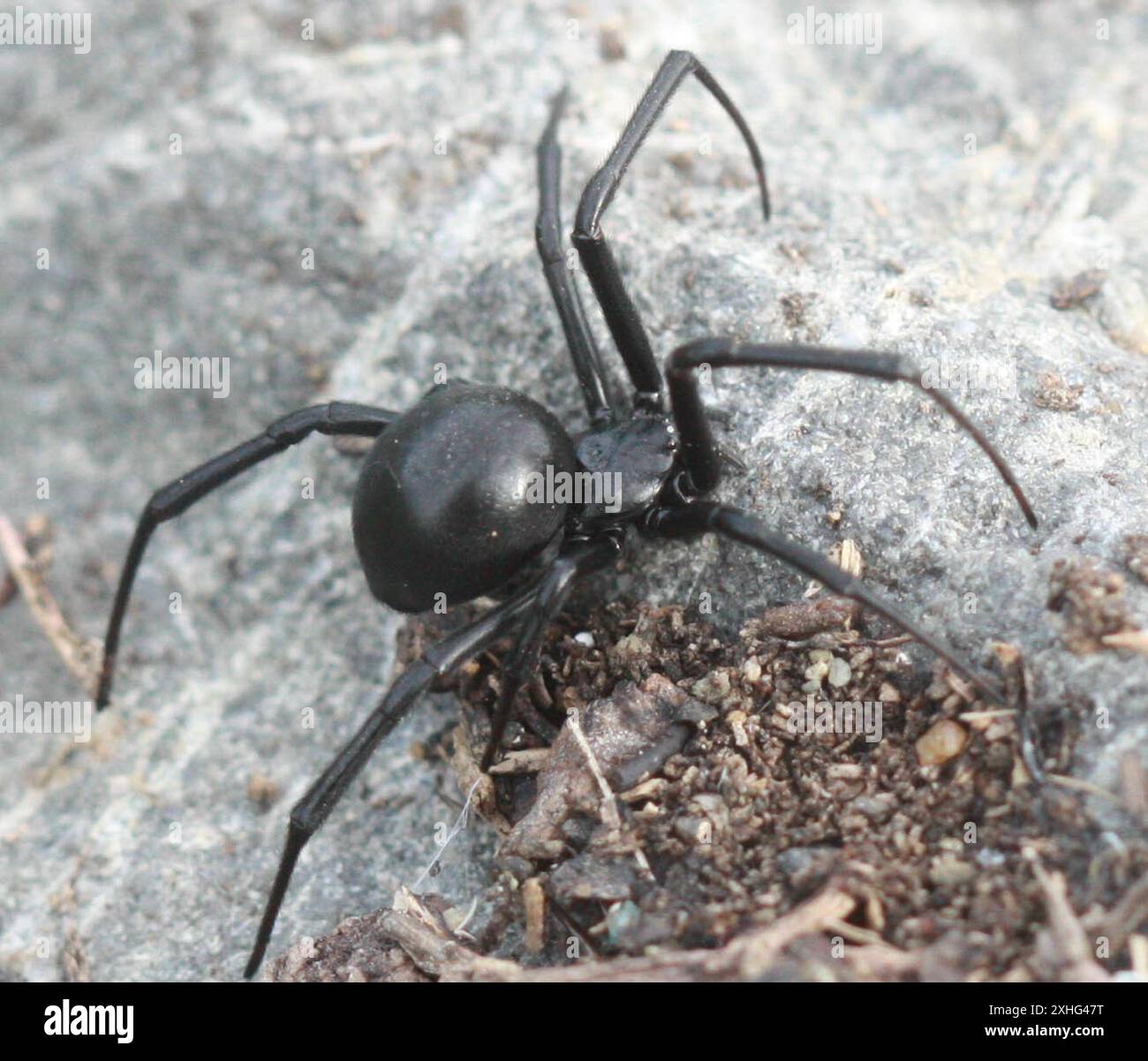 Western black widow latrodectus hesperus hi-res stock photography and ...