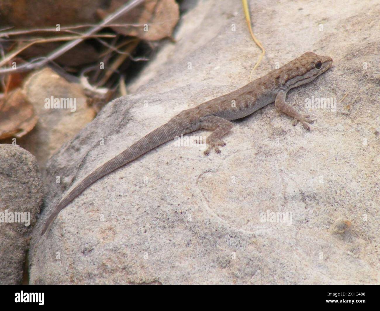Stevenson's Dwarf Gecko (Lygodactylus stevensoni Stock Photo - Alamy