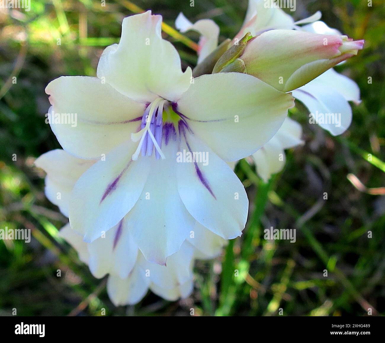 Common Swordlily (Gladiolus floribundus Stock Photo - Alamy