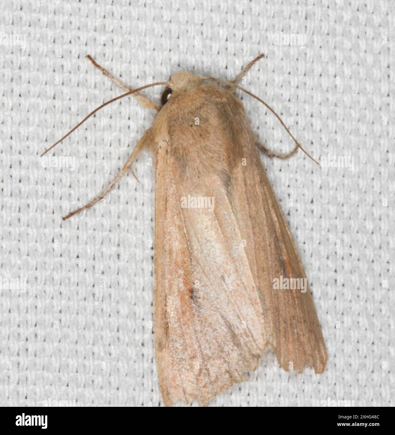 Wainscot Moths (Leucaniini Stock Photo - Alamy