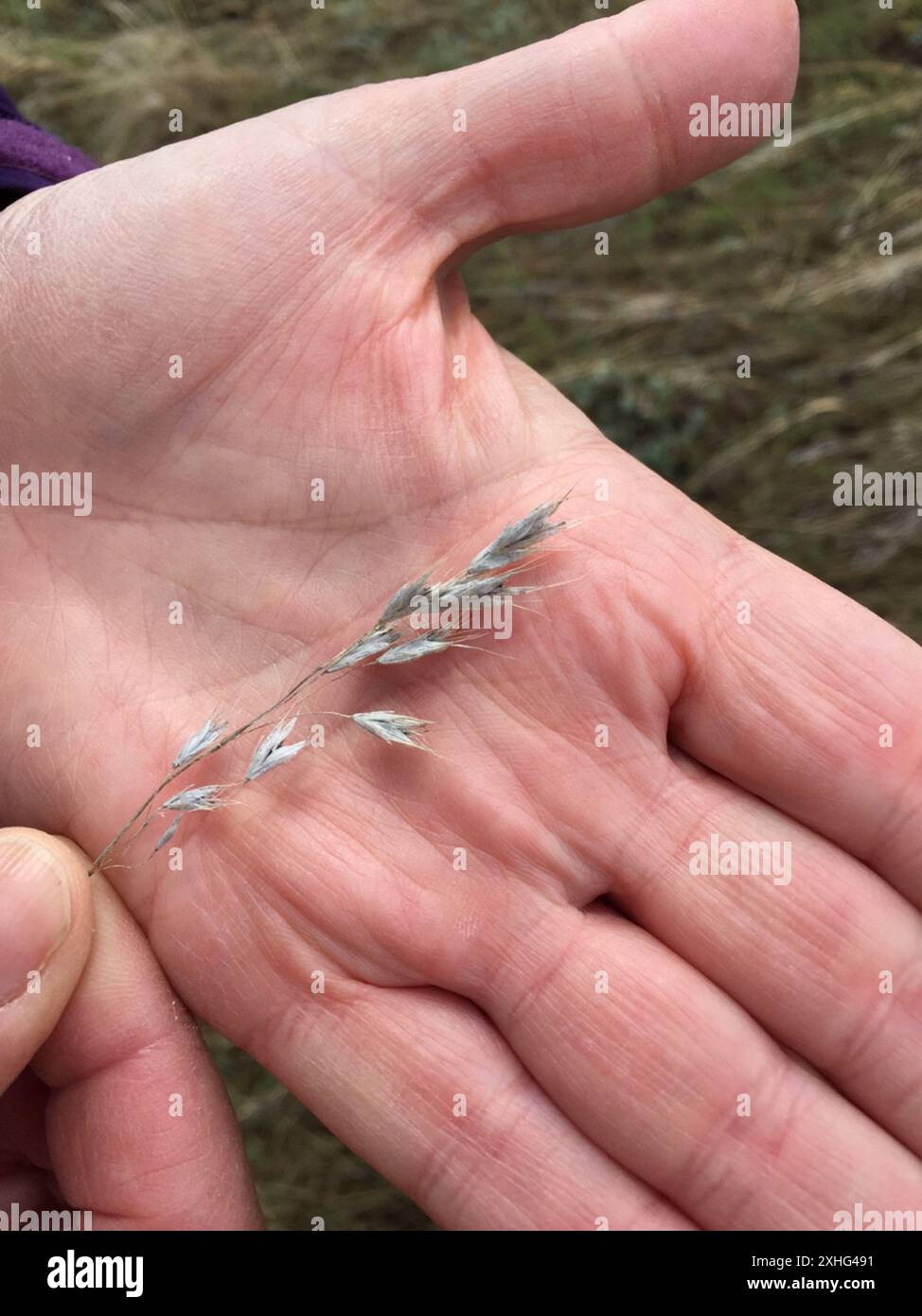 Japanese brome (Bromus japonicus Stock Photo - Alamy