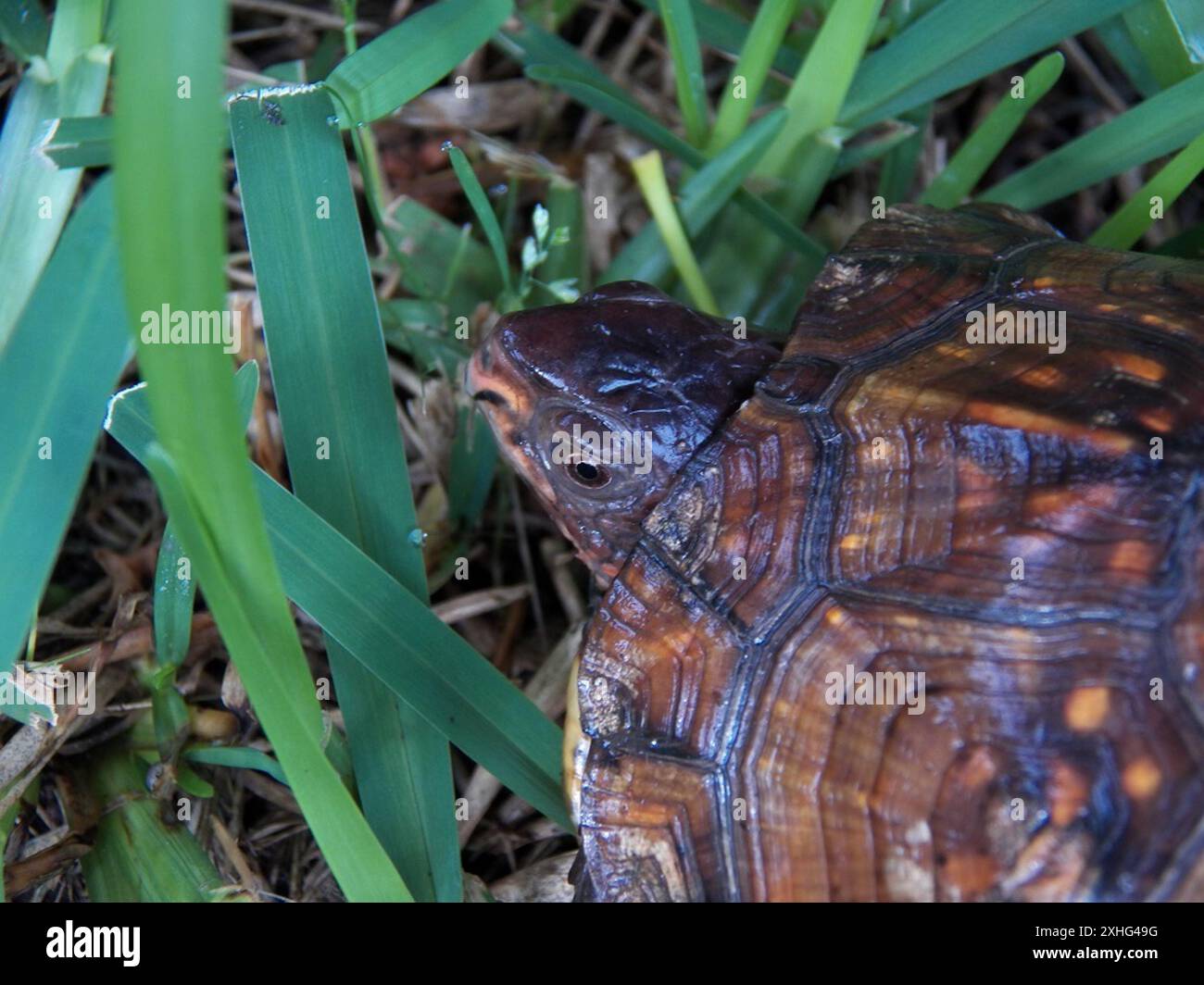 Three-toed Box Turtle (Terrapene carolina triunguis Stock Photo - Alamy