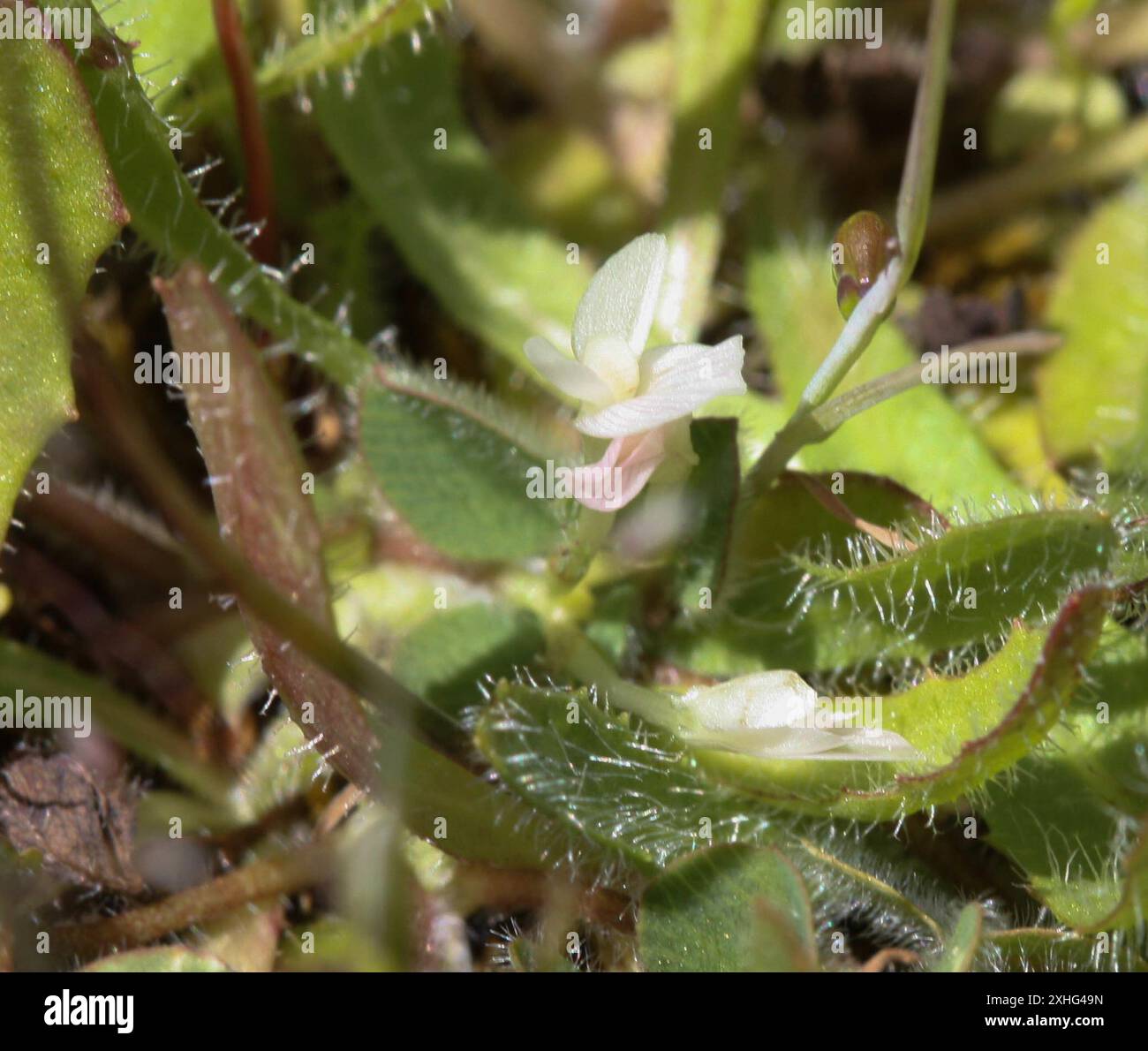 Subterranean Clover (Trifolium subterraneum Stock Photo - Alamy