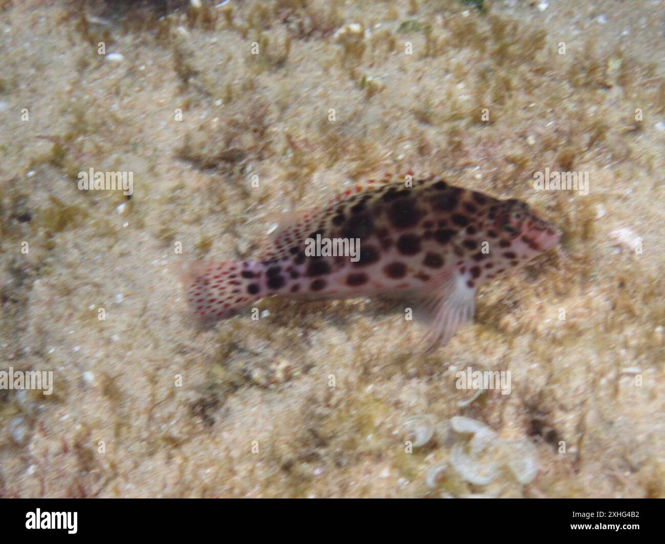 Pixy hawkfish hi-res stock photography and images - Alamy