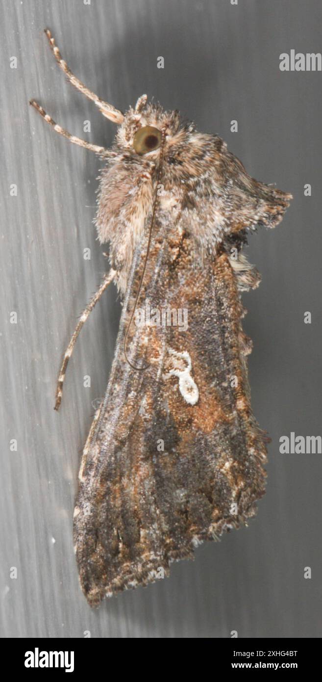 Cabbage looper ni moth trichoplusia hi-res stock photography and images ...