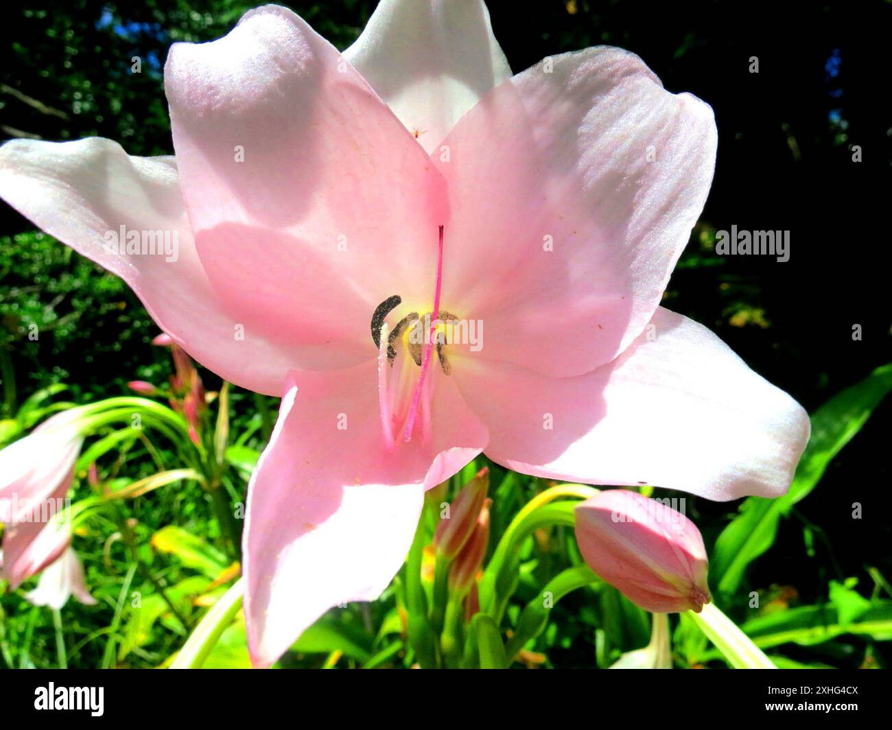 Natal Swamplily (Crinum moorei Stock Photo - Alamy