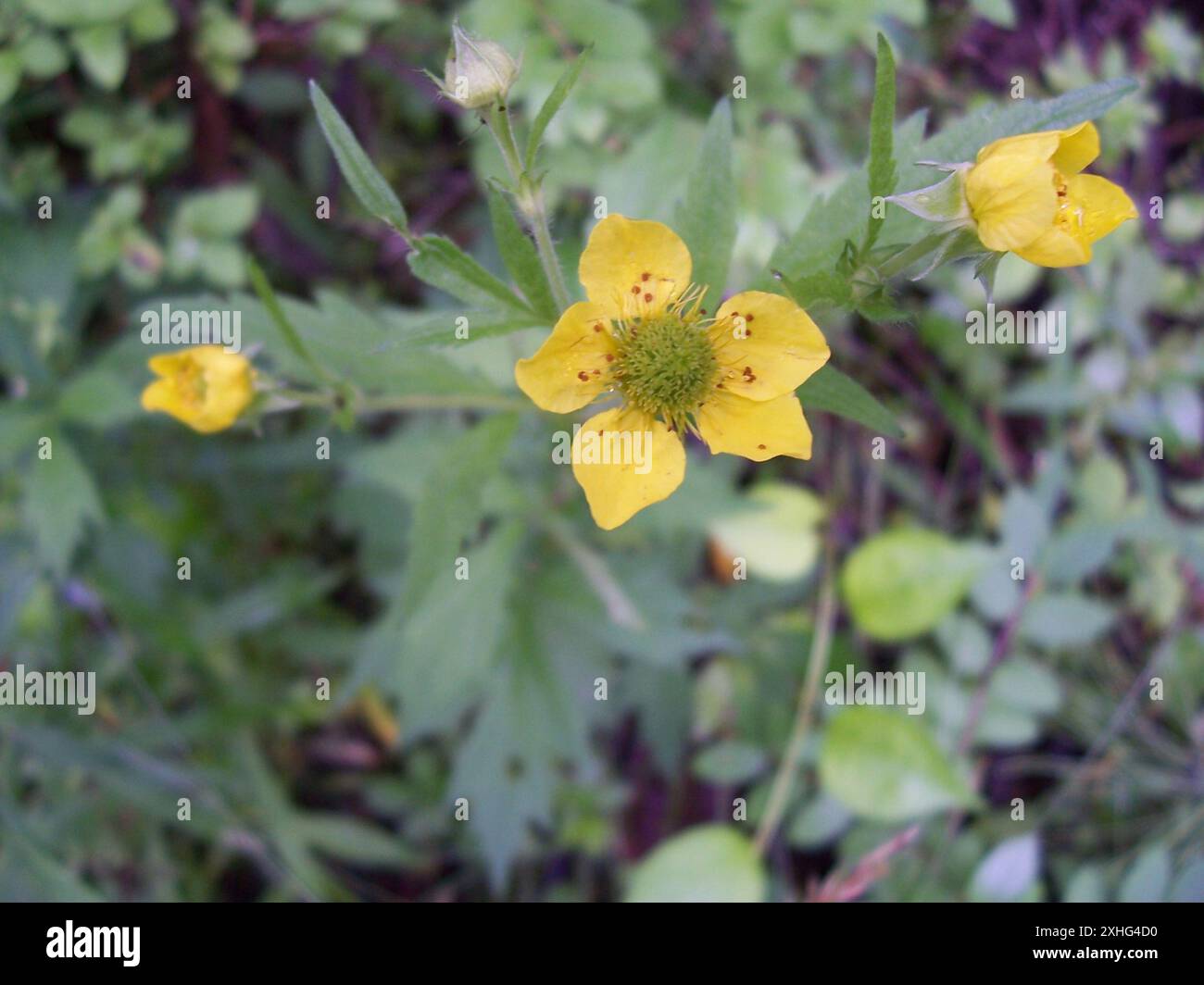 Yellow Avens (Geum aleppicum Stock Photo - Alamy
