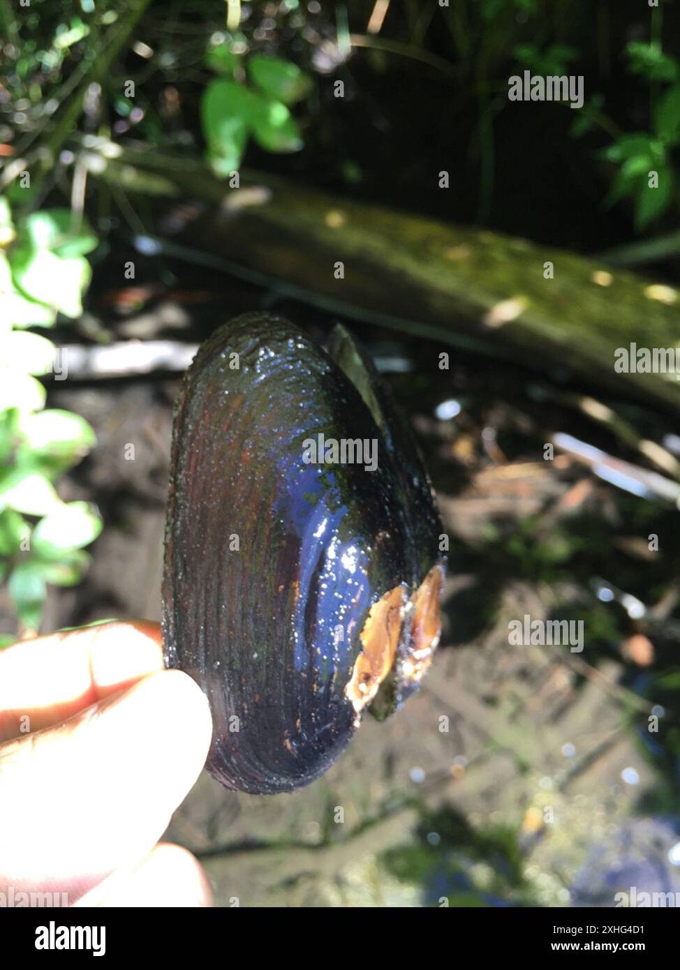 Western Pearlshell (Margaritifera falcata Stock Photo - Alamy
