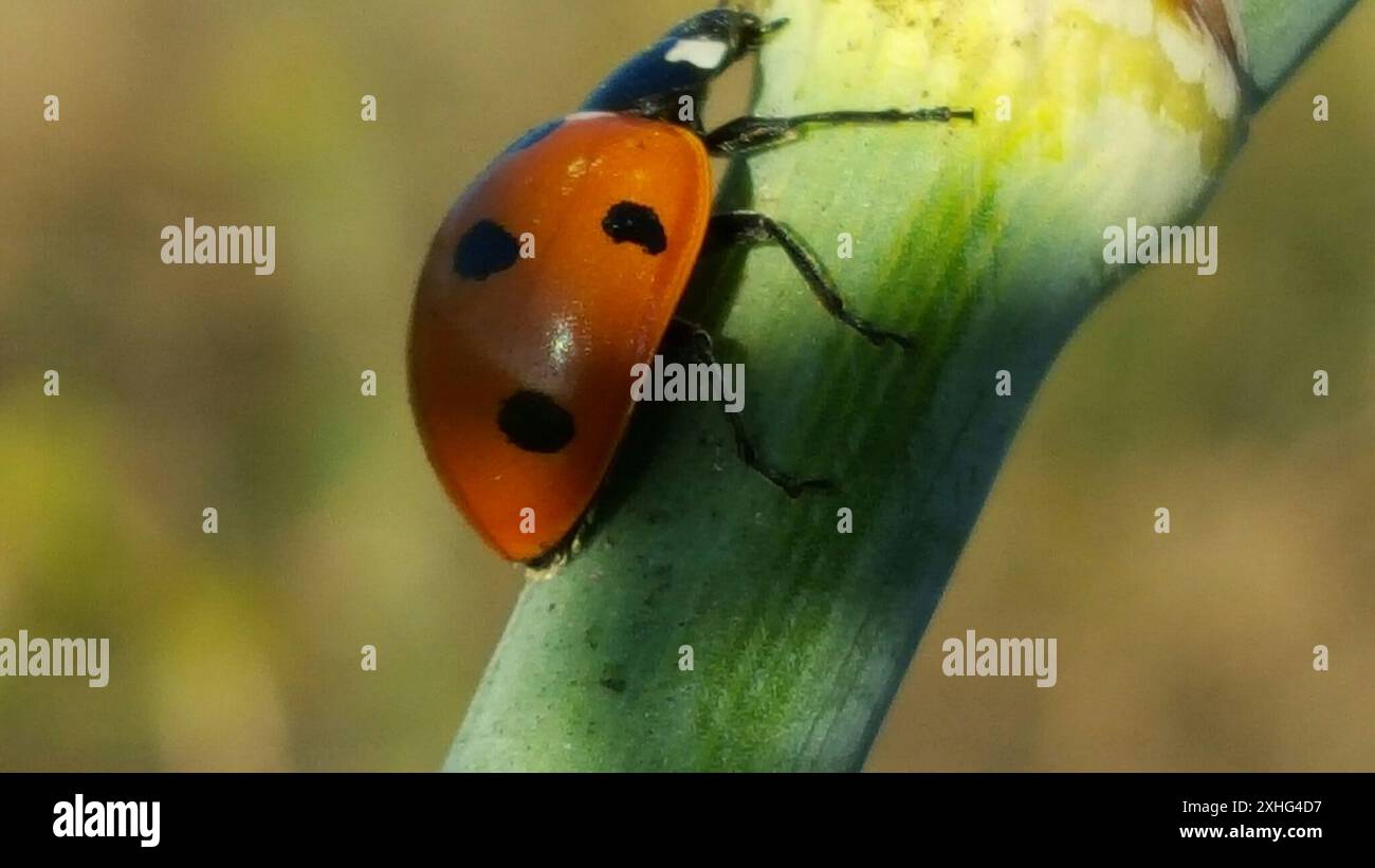 Seven-spotted Lady Beetle (Coccinella septempunctata Stock Photo - Alamy