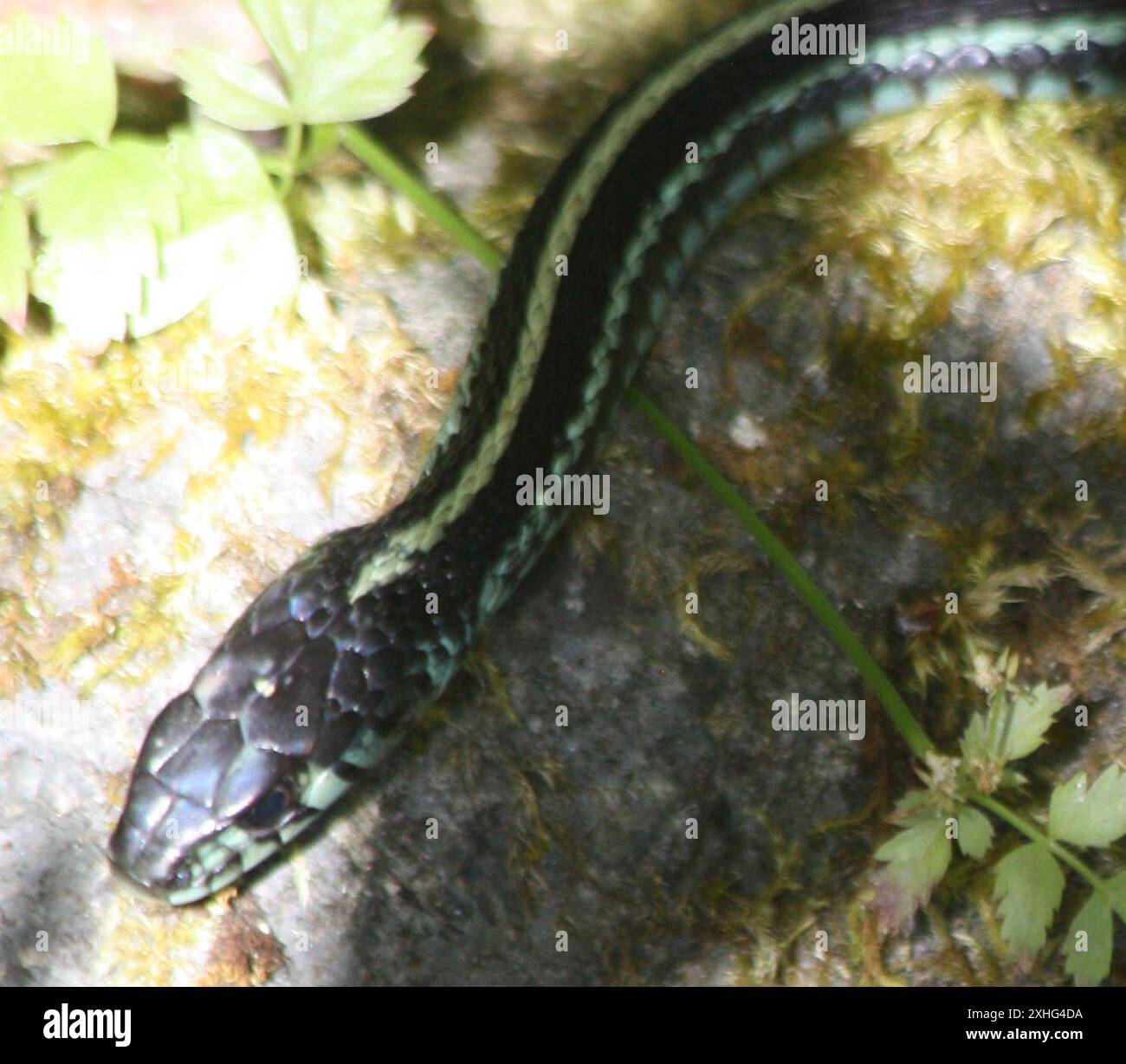 Puget Sound Garter Snake (Thamnophis sirtalis pickeringii Stock Photo ...