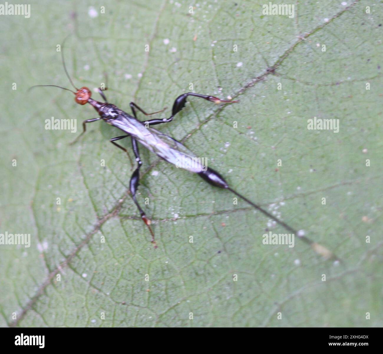 Crown Wasps (Stephanidae Stock Photo - Alamy