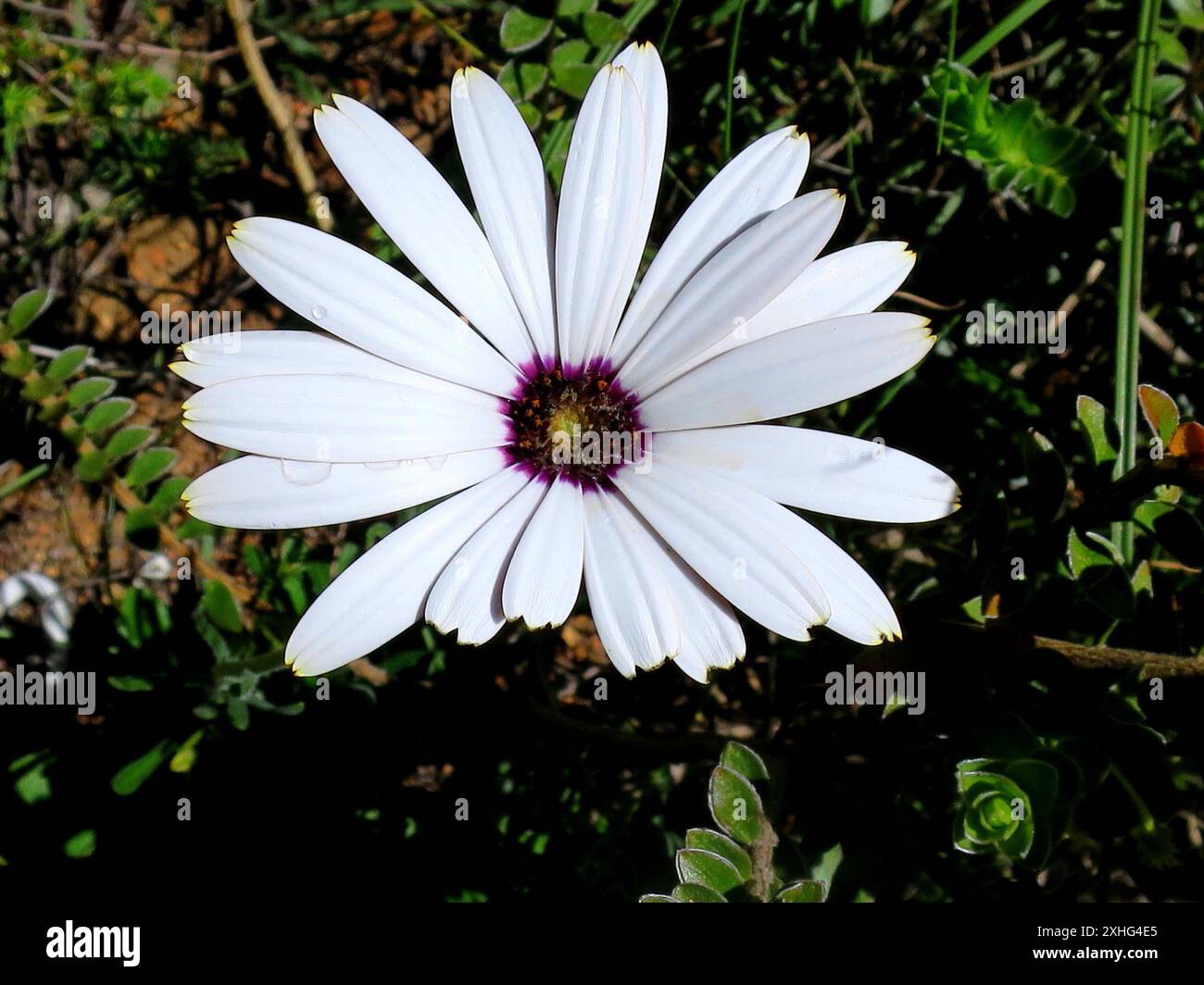 African oxeye (Dimorphotheca nudicaulis Stock Photo - Alamy