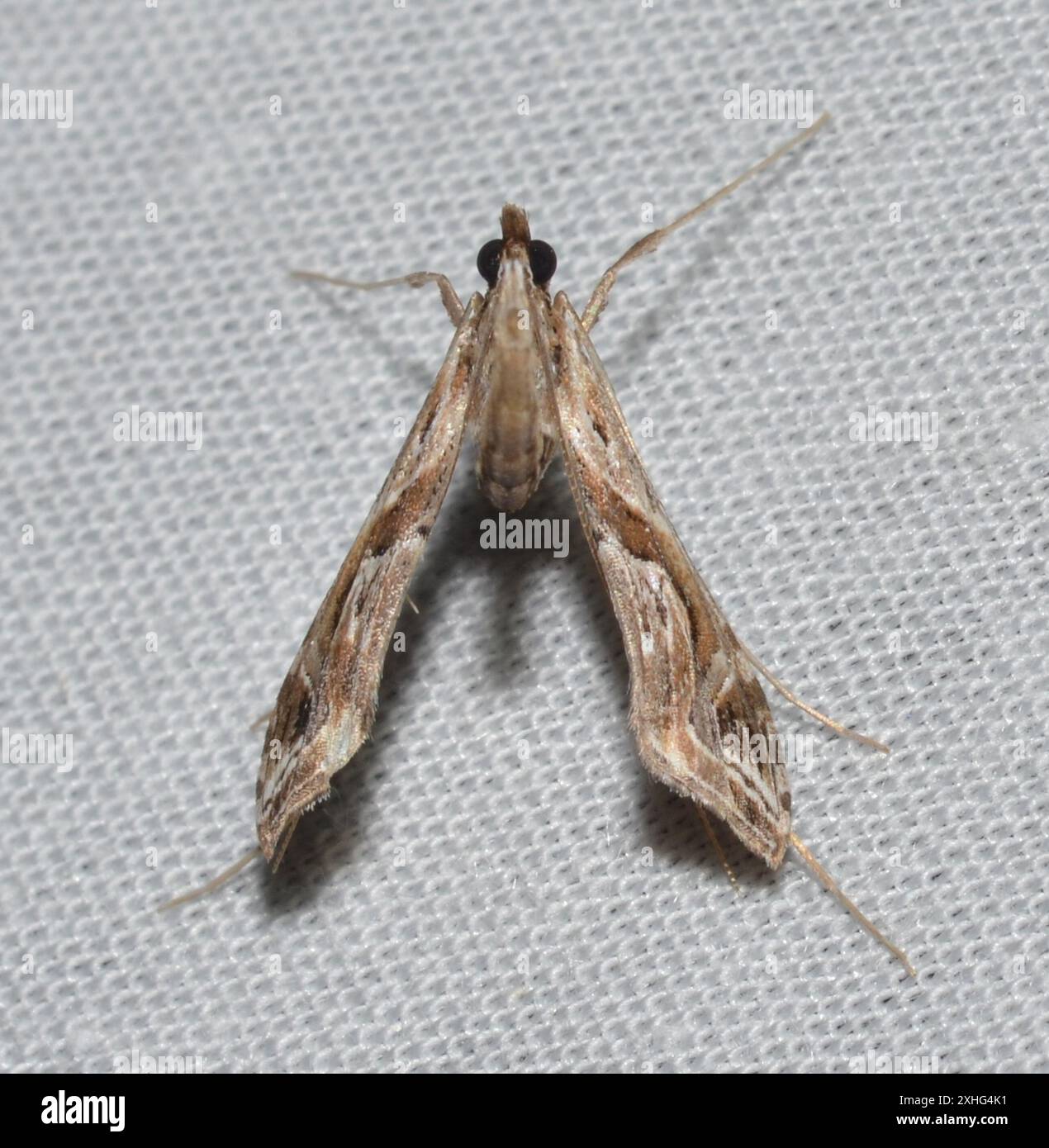 Eggplant Leafroller Moth (Lineodes integra Stock Photo - Alamy