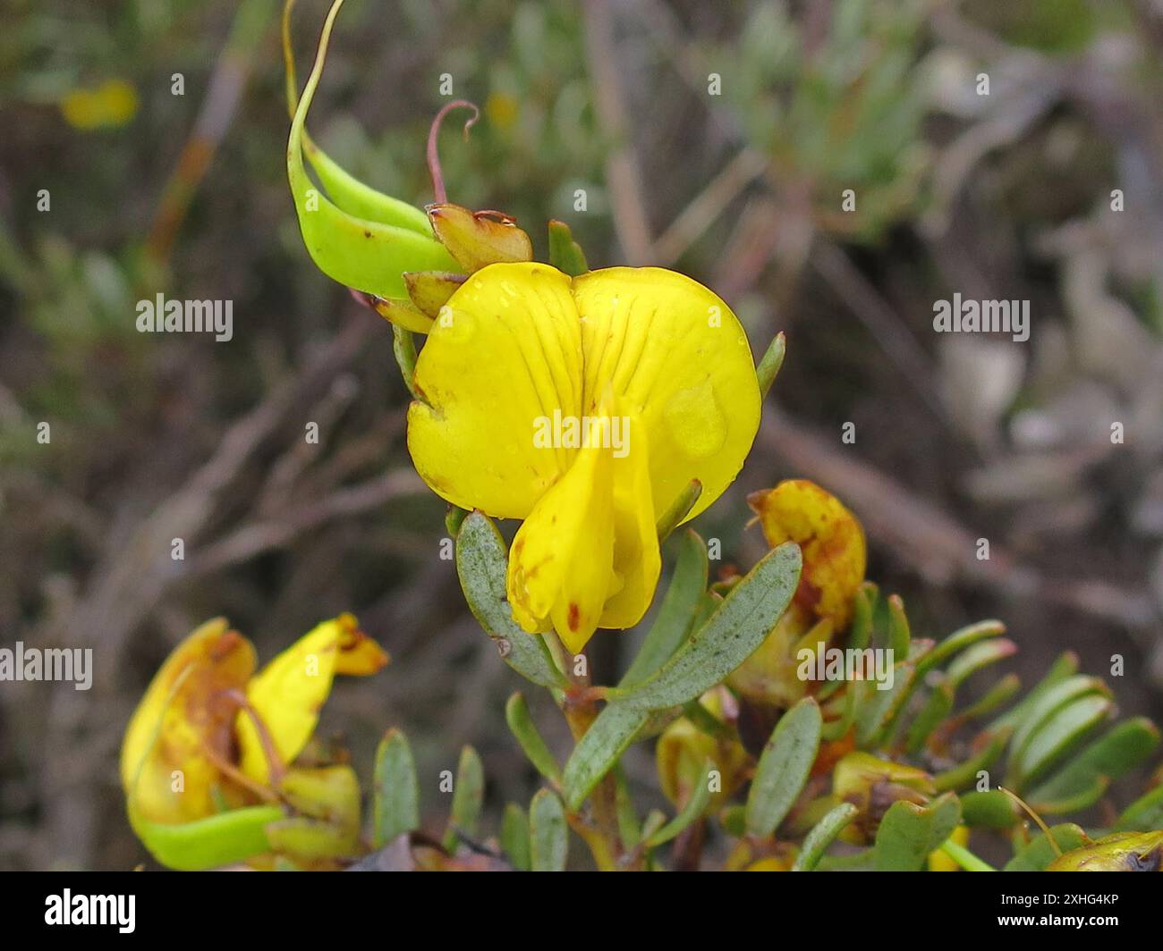 Mountain Honeybush (Cyclopia intermedia Stock Photo - Alamy