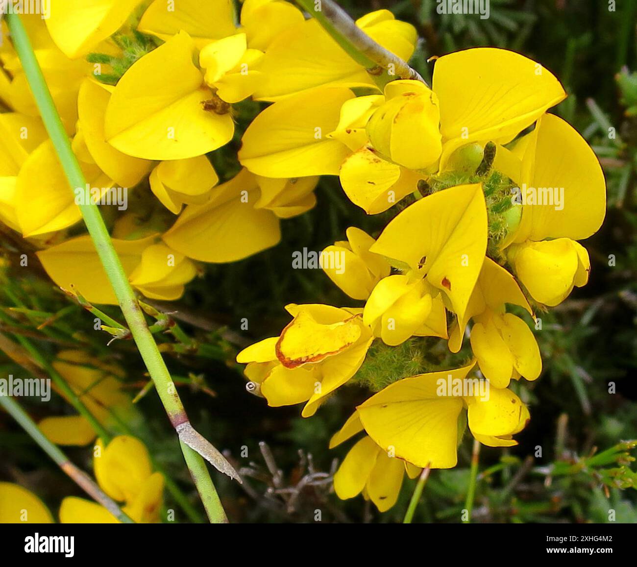 Cyclopia hi-res stock photography and images - Alamy