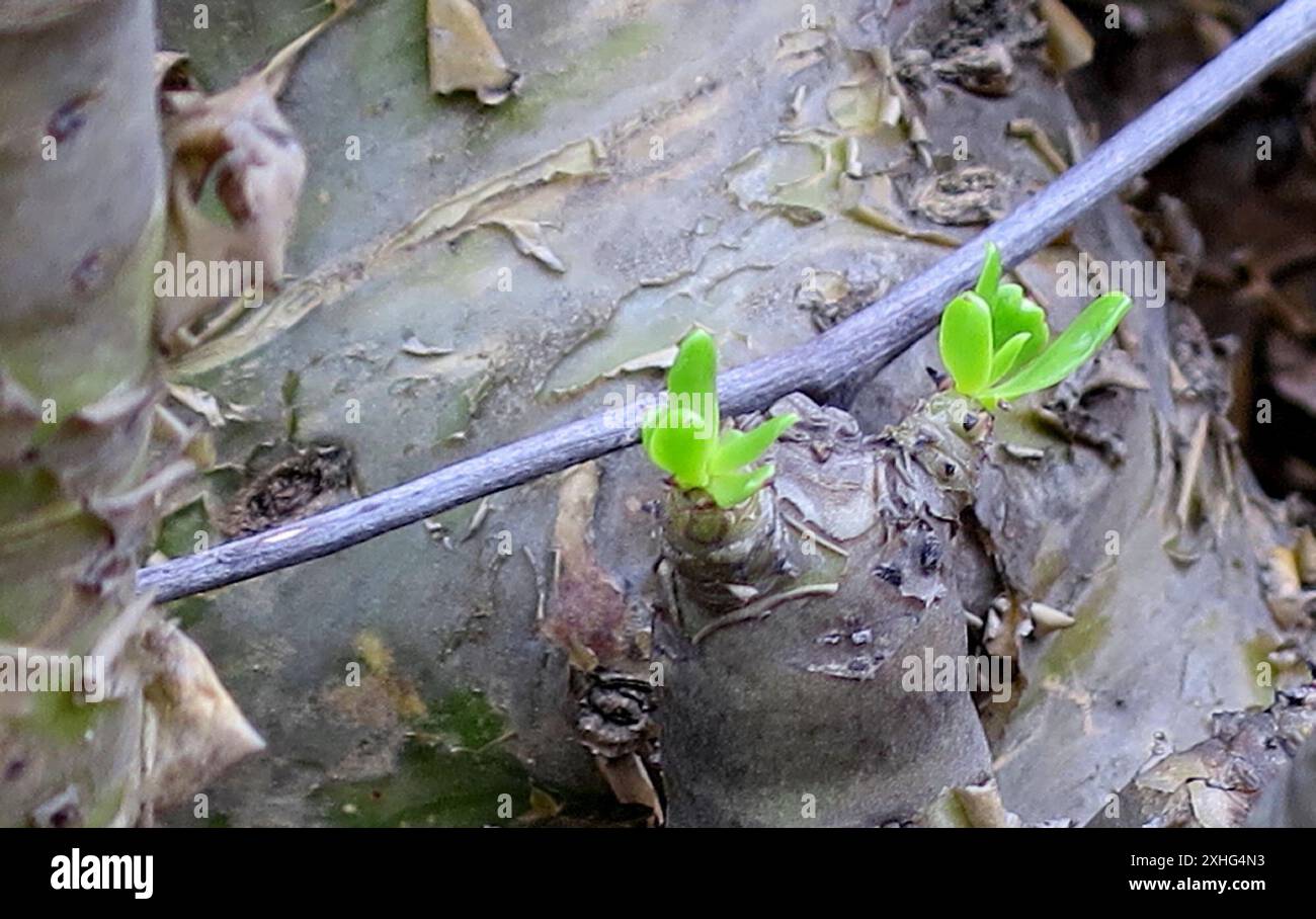 Botterboom (Tylecodon paniculatus Stock Photo - Alamy