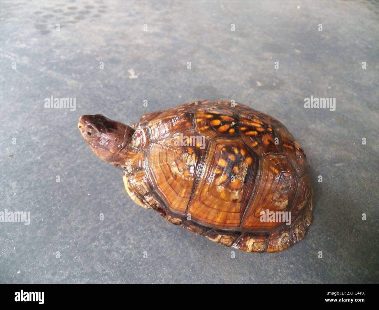 Three-toed Box Turtle (Terrapene carolina triunguis Stock Photo - Alamy