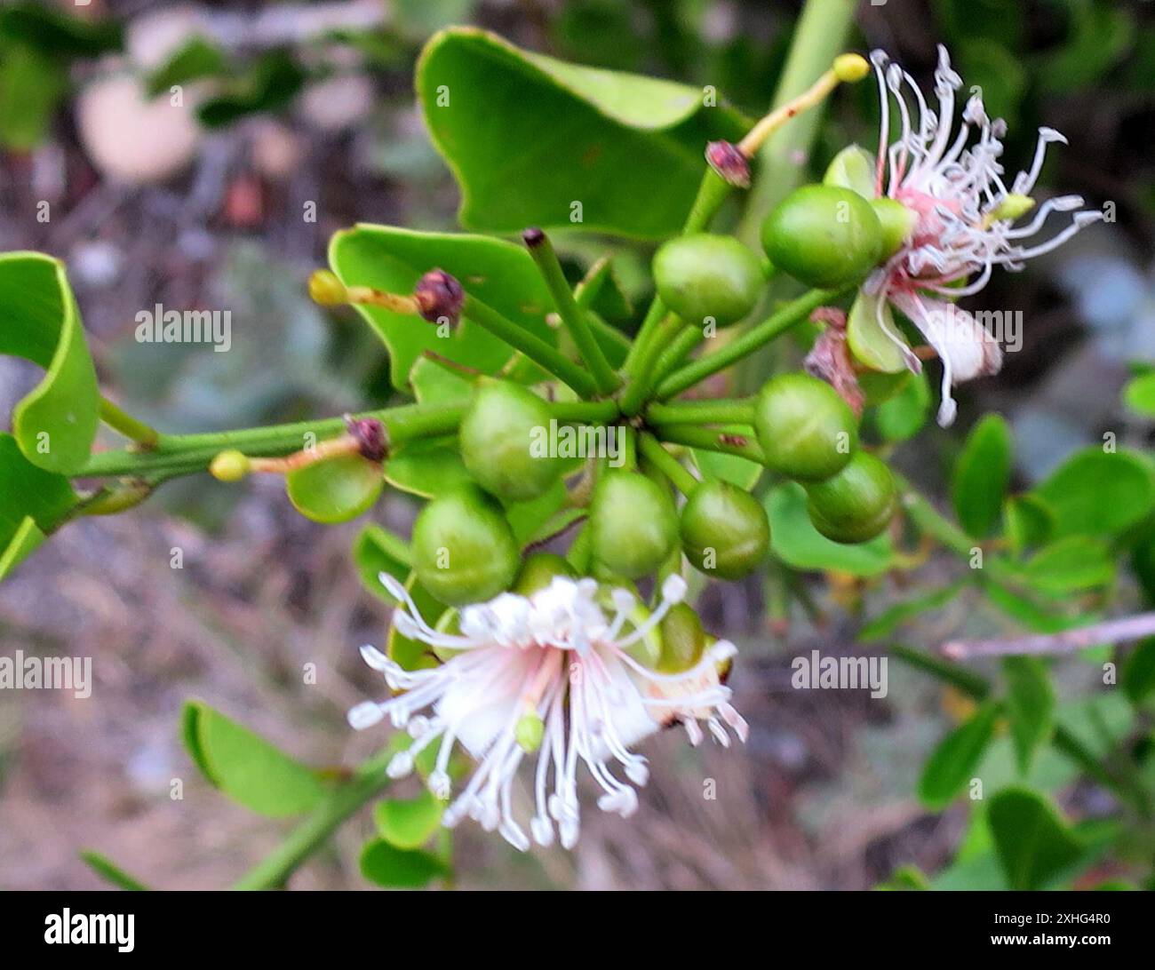 Cape Capers (Capparis sepiaria citrifolia Stock Photo - Alamy
