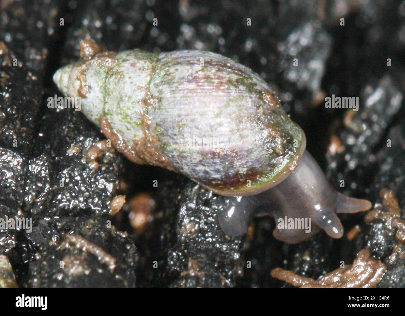 Mouse-eared Snail (Myosotella myosotis Stock Photo - Alamy
