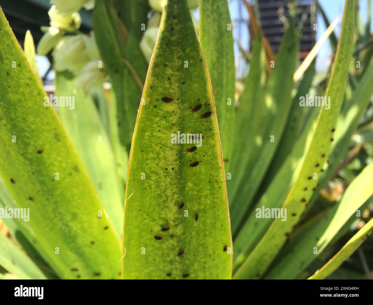 Yucca Plant Bug (Halticotoma valida Stock Photo - Alamy