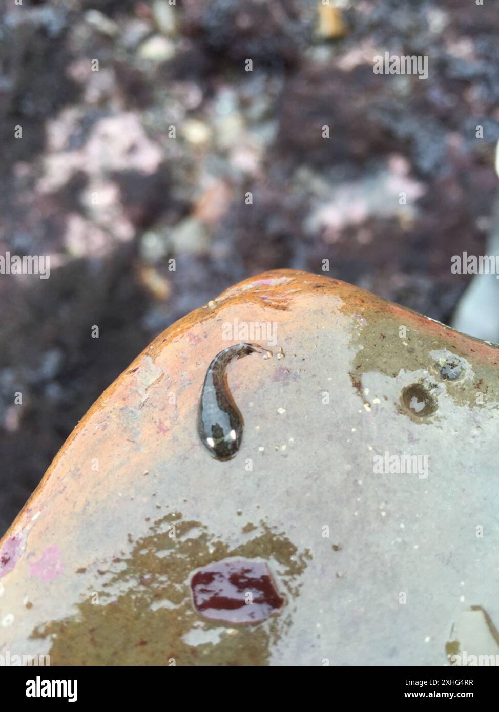 Northern Clingfish (Gobiesox maeandricus Stock Photo - Alamy