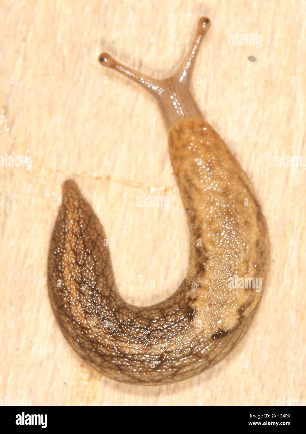 Reticulate taildropper hi-res stock photography and images - Alamy