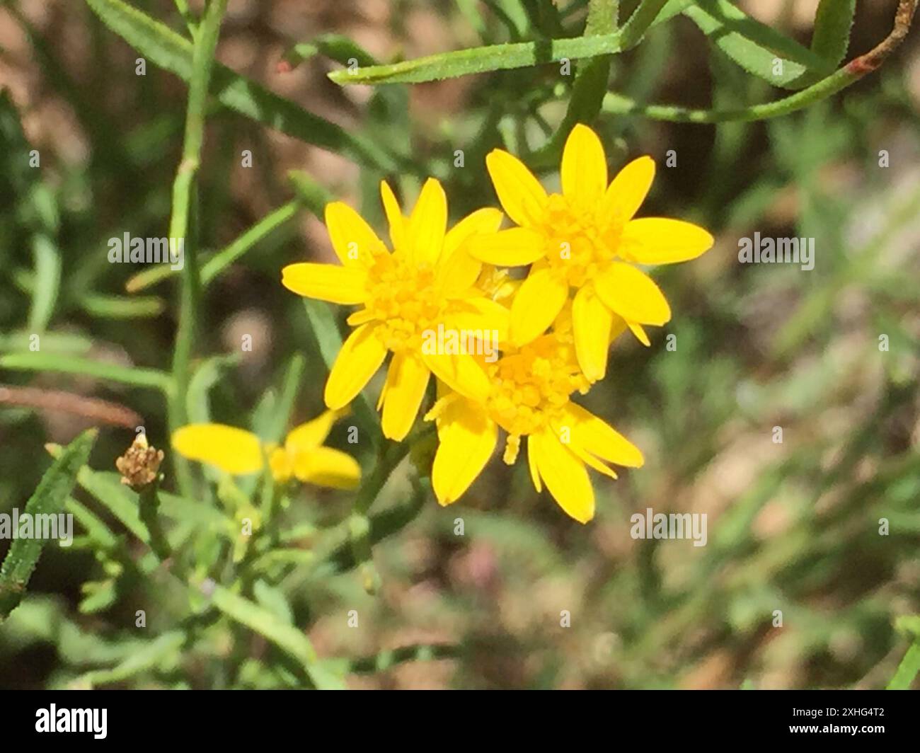 Broom Snakeweed (Gutierrezia sarothrae Stock Photo - Alamy