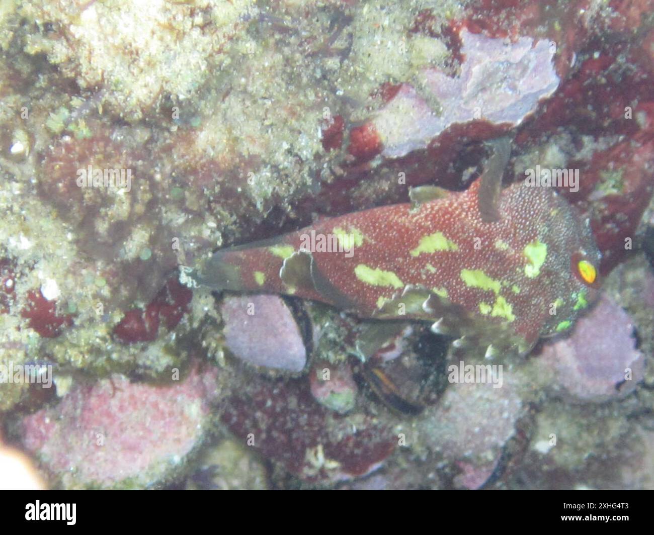 Yellowspotted Scorpionfish (Sebastapistes cyanostigma Stock Photo - Alamy