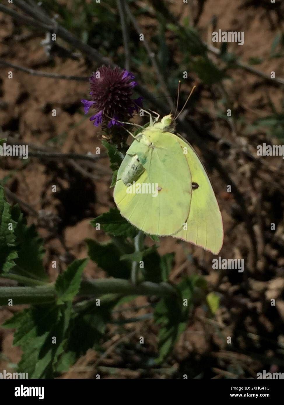 Southern Dogface (Zerene cesonia Stock Photo - Alamy